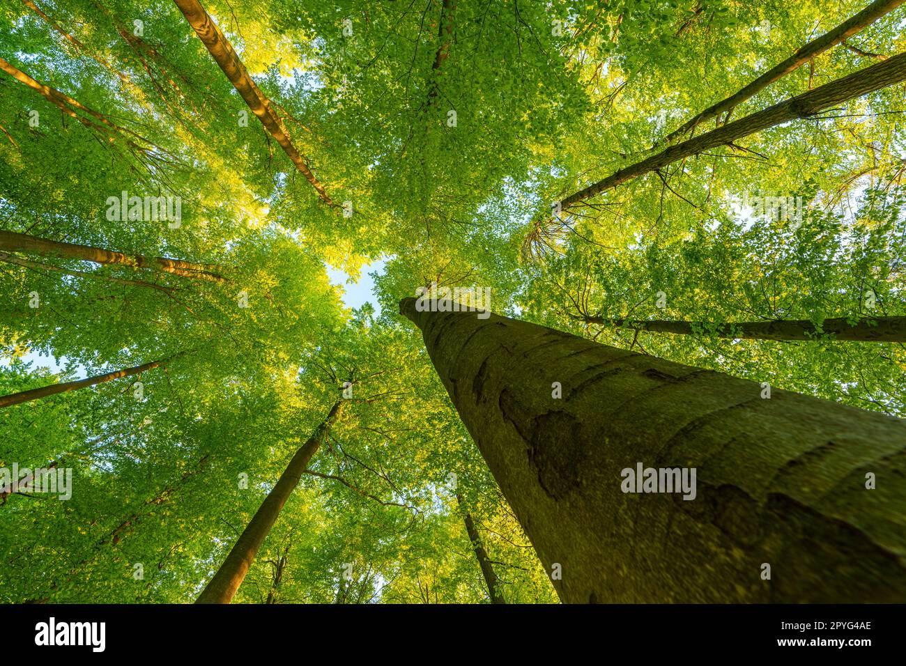Springtime forest with setting sun shining through leaves and branches ...