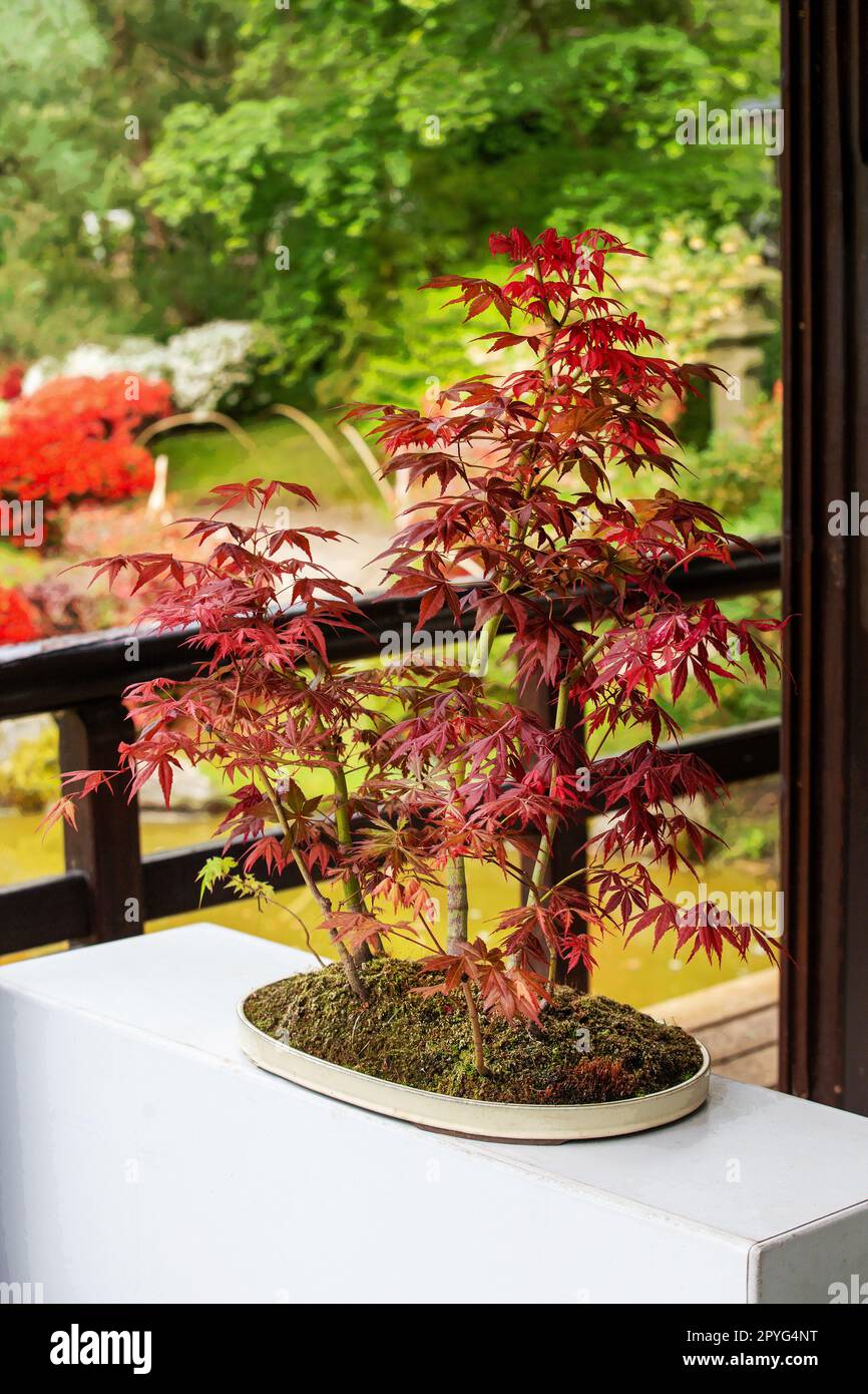 Delightful bonsai red maple tree in pagoda building, white and red ...