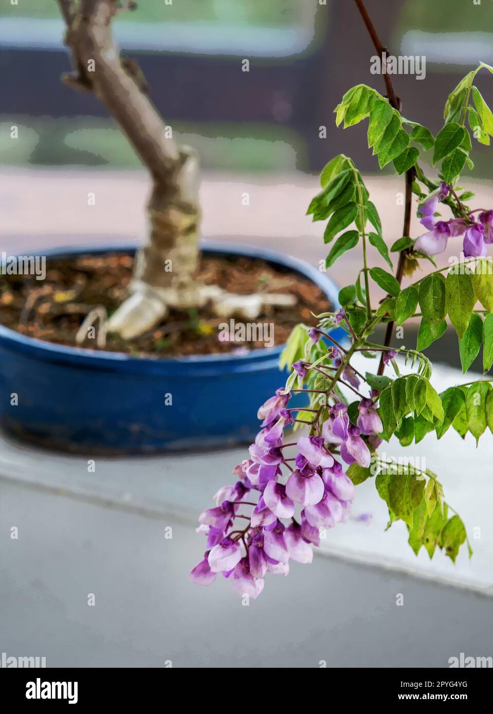Wisteria Bonsai Tree