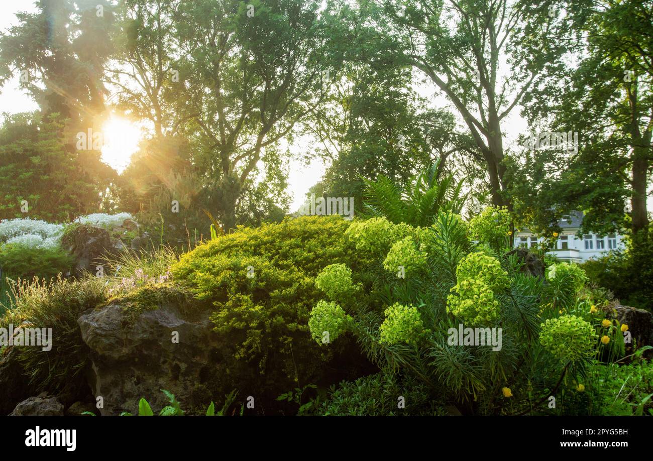 Amazing spurge cypress and rocks so "alpine hill" ( in landscape design ...