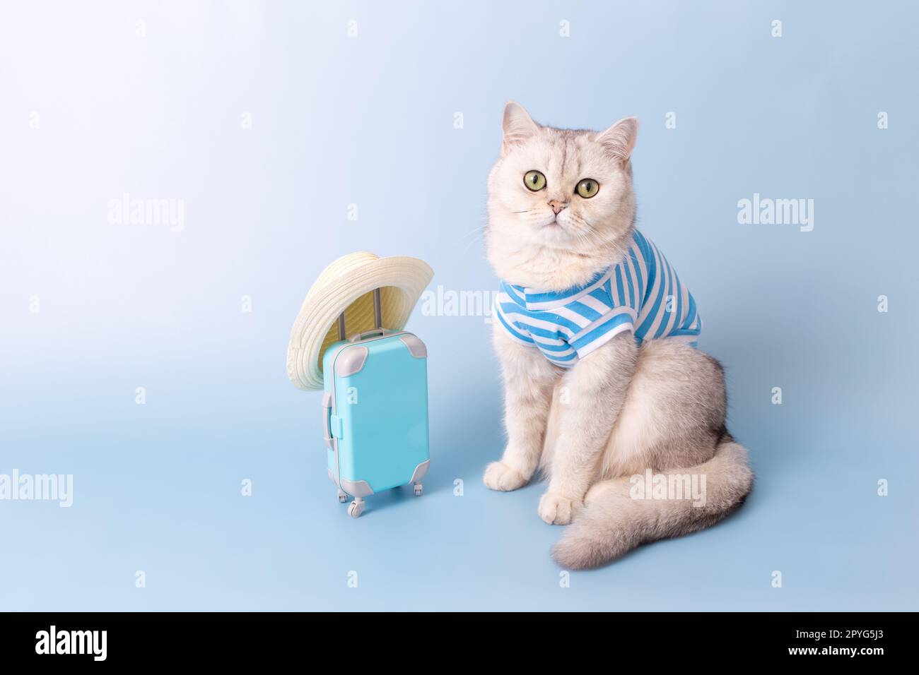 White cat in a blue striped T-shirt, sitting next to a small blue ...