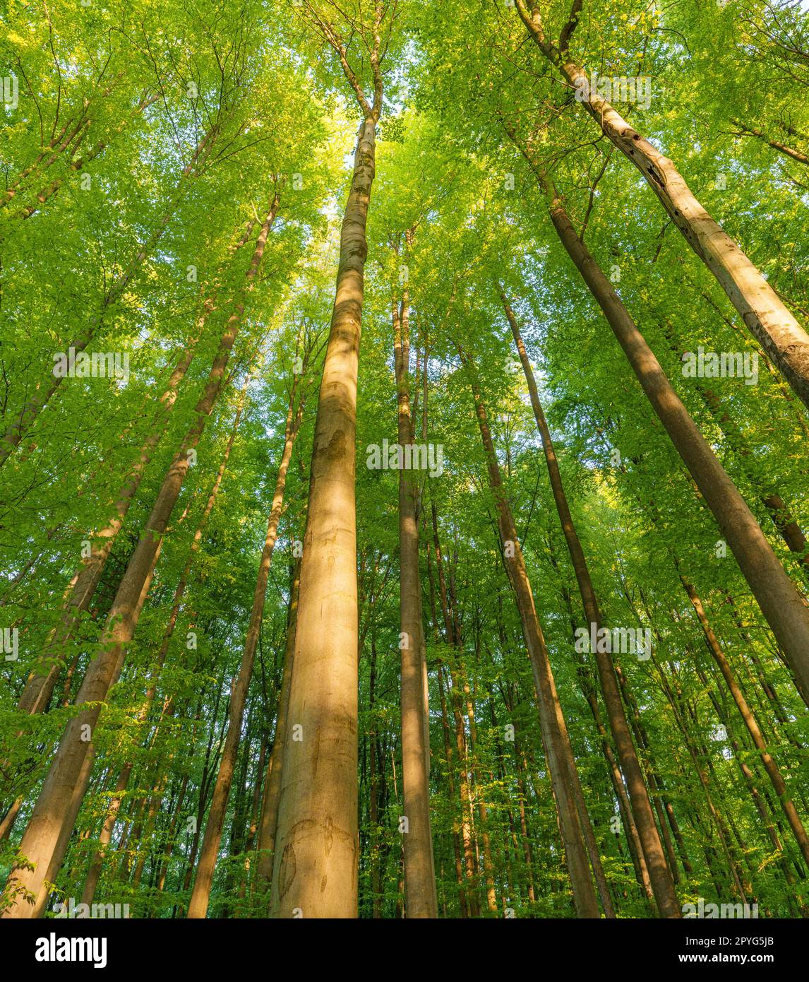 Springtime forest with setting sun shining through leaves and branches ...