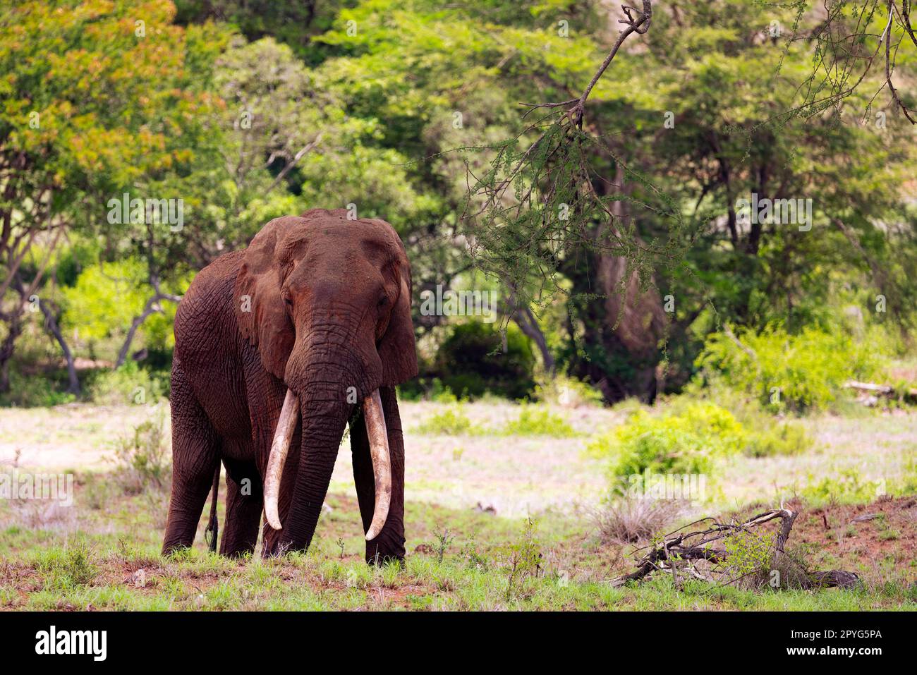 This photo captures the impressive presence of an old African elephant ...