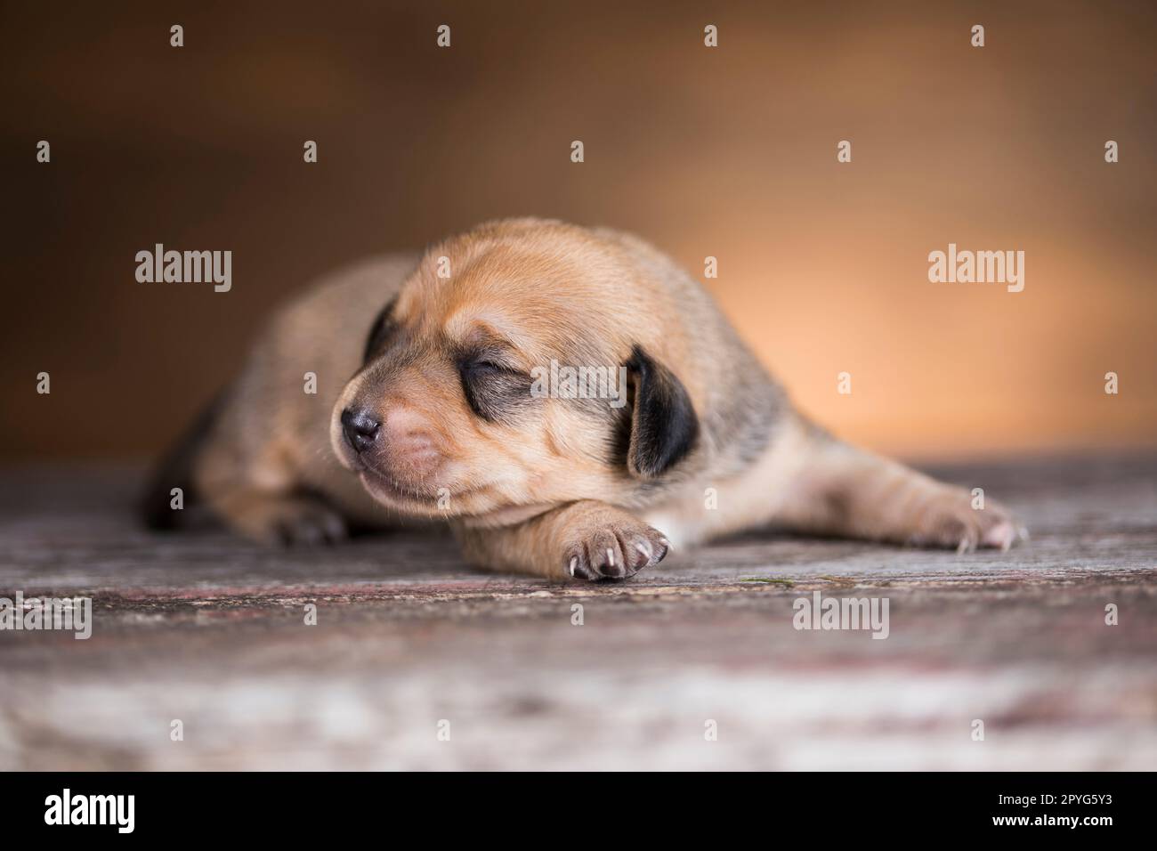 Pet, Little puppy dog, animals concept Stock Photo - Alamy