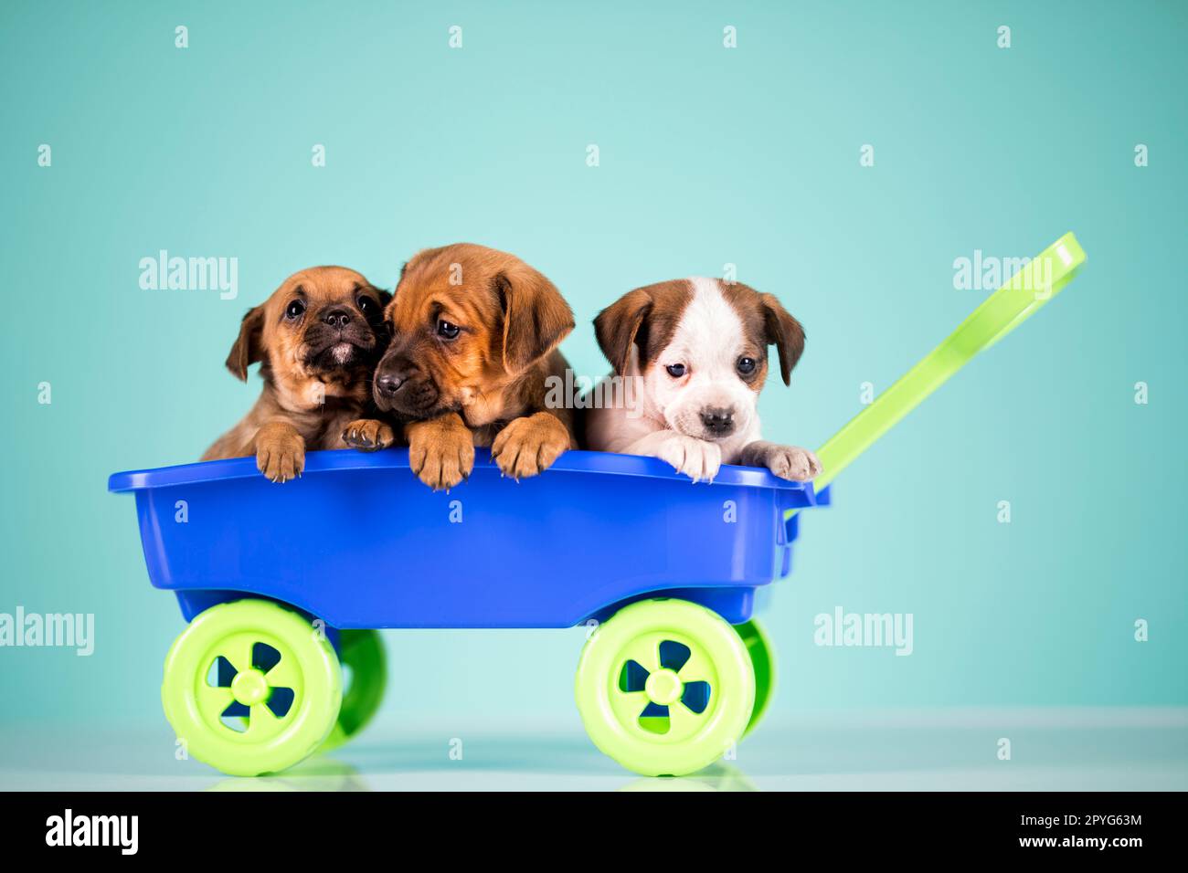 Cute doggies in a toy wagon Stock Photo - Alamy