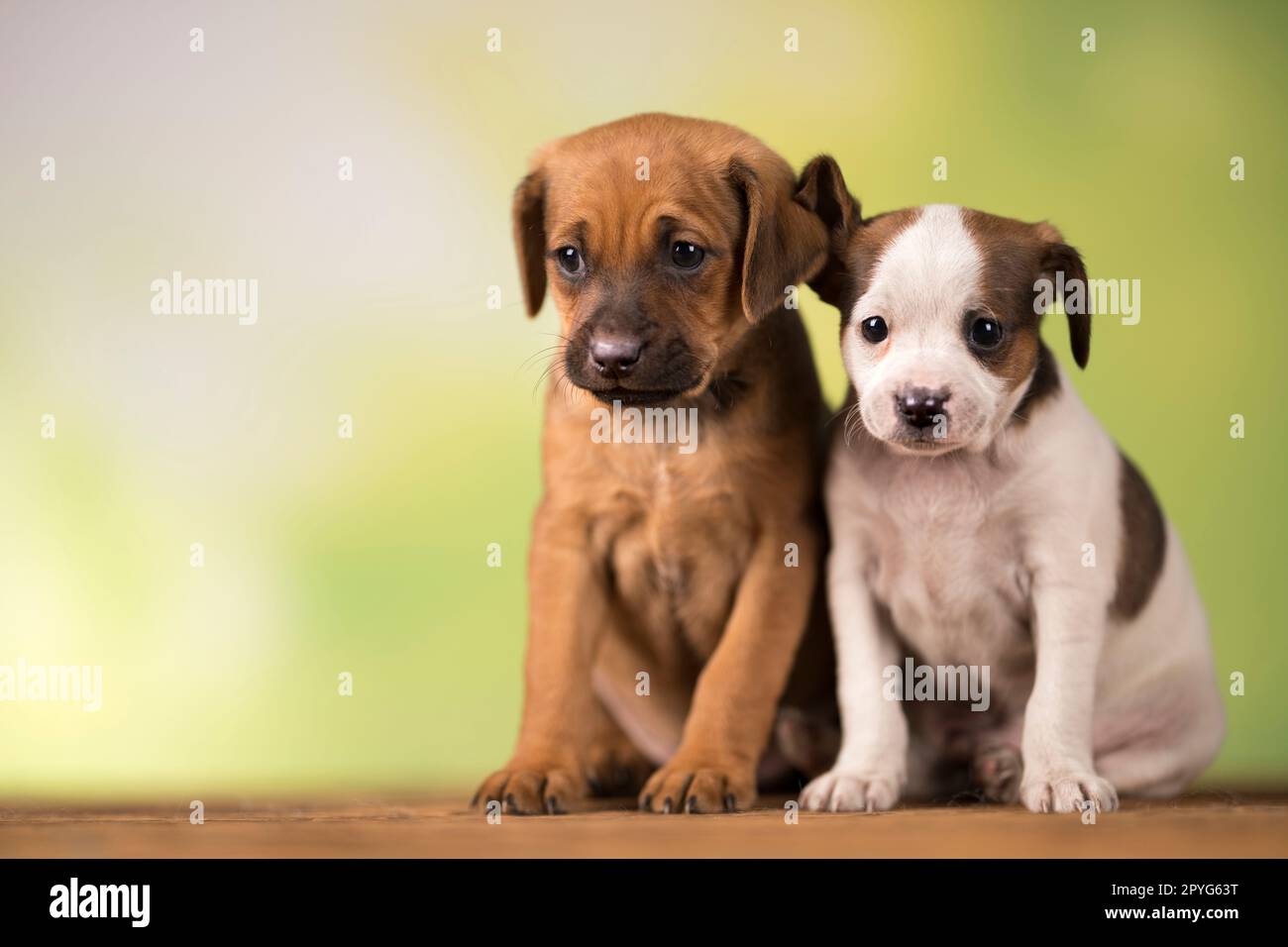 Two little dogs, puppy, animals concept Stock Photo - Alamy