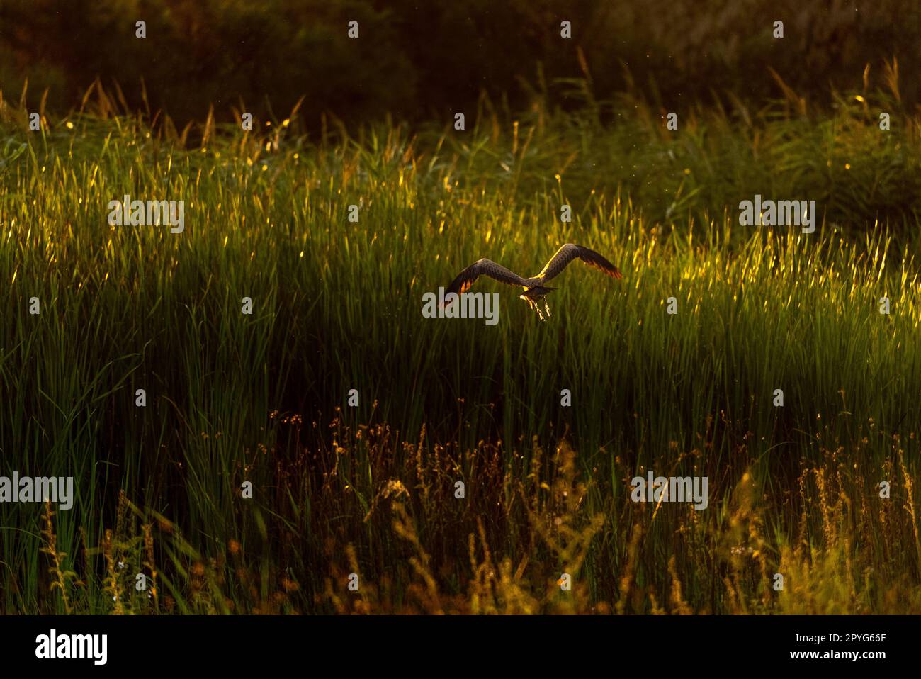 A large raptor in flight over a tall grassy field Stock Photo - Alamy