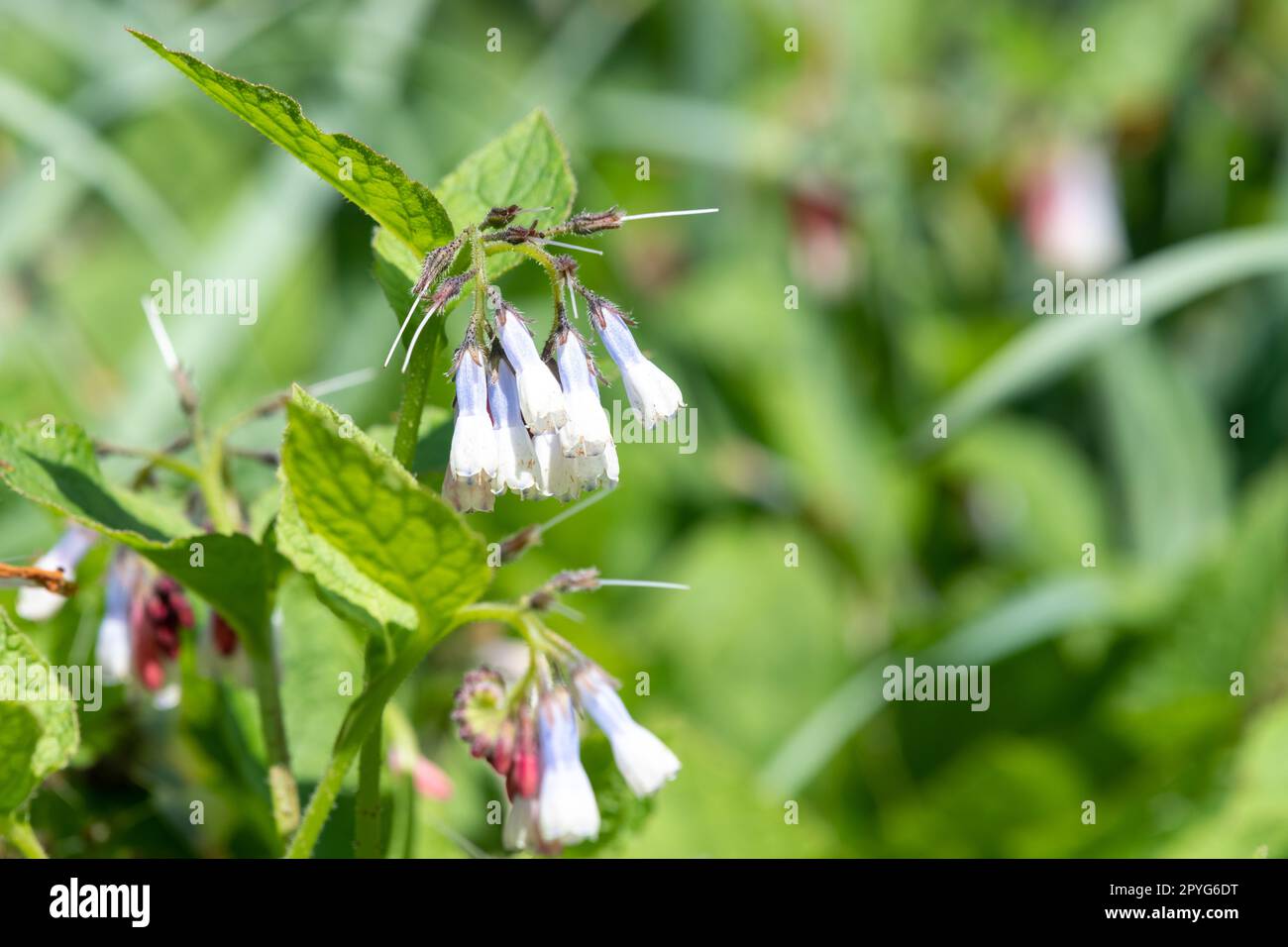 Close up of creeping comfrey (symphytum grandiflorum) flowers in bloom Stock Photo - Alamy