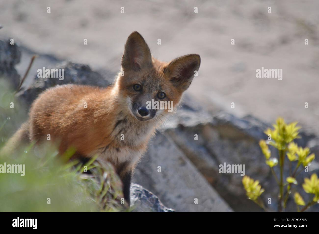 Red fox on beach hi-res stock photography and images - Alamy