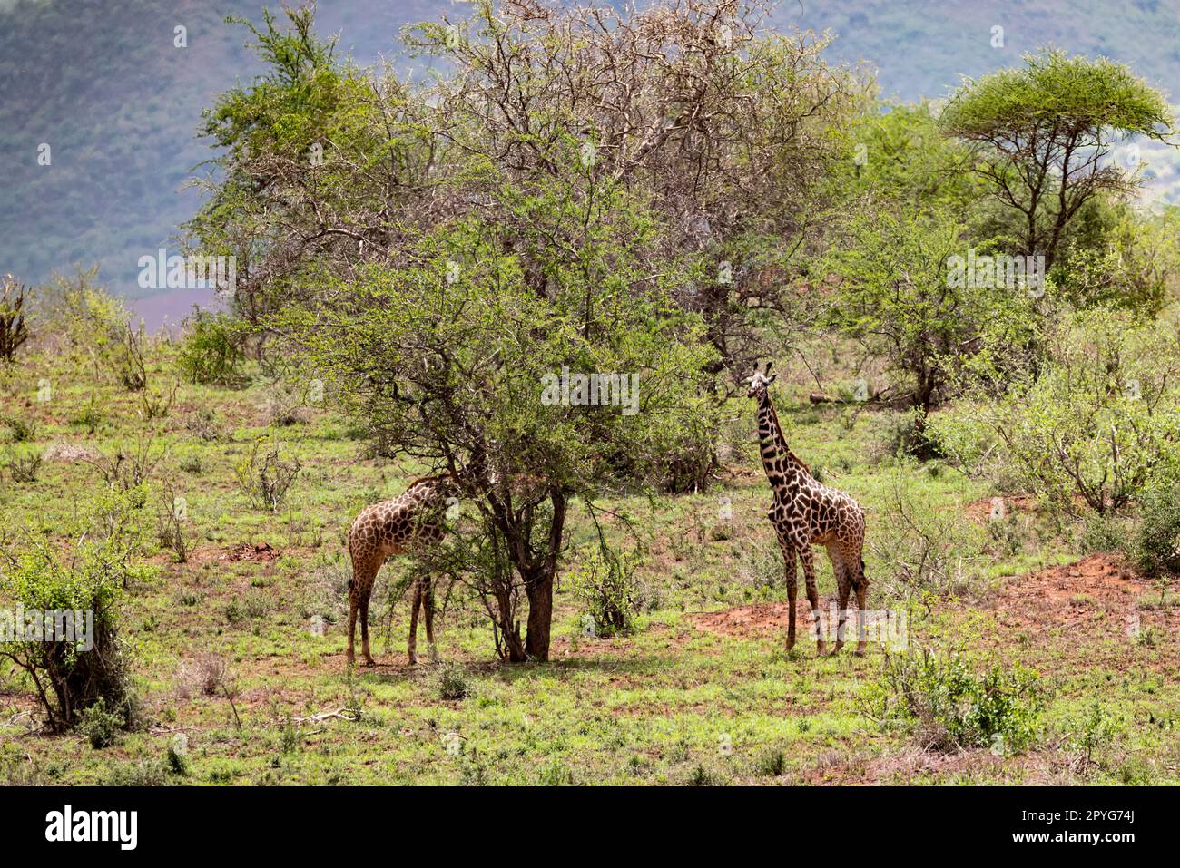 This stunning photo captures the elegance and grandeur of the giraffe ...