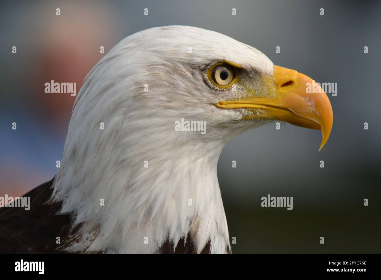 close up head shot of bald eagle Stock Photo - Alamy