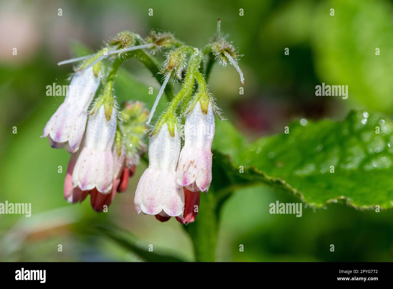 Close up of creeping comfrey (symphytum grandiflorum) flowers in bloom ...