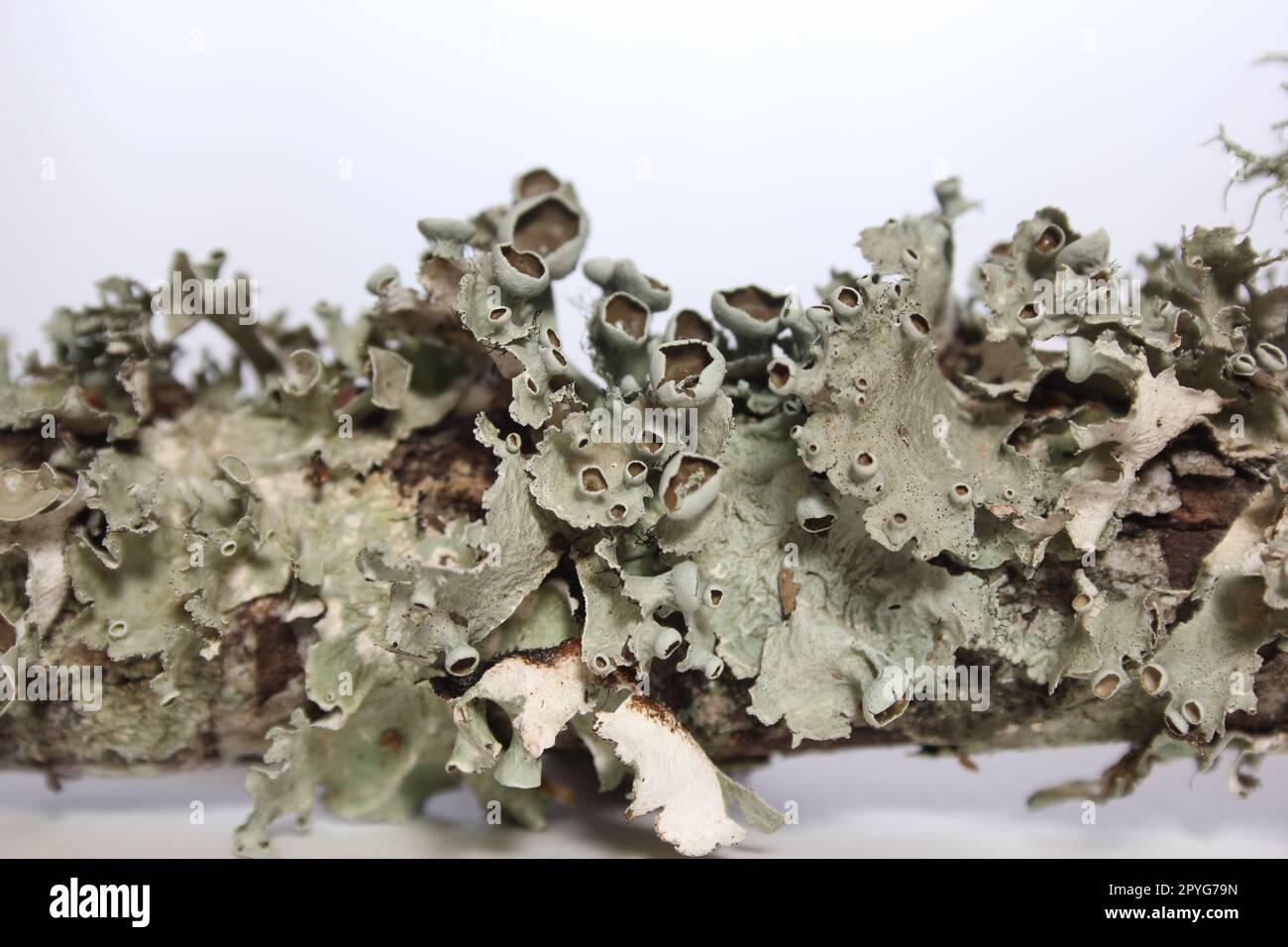 Lichen Tree Fungus Growing on Tree Branch in East Texas Stock Photo - Alamy