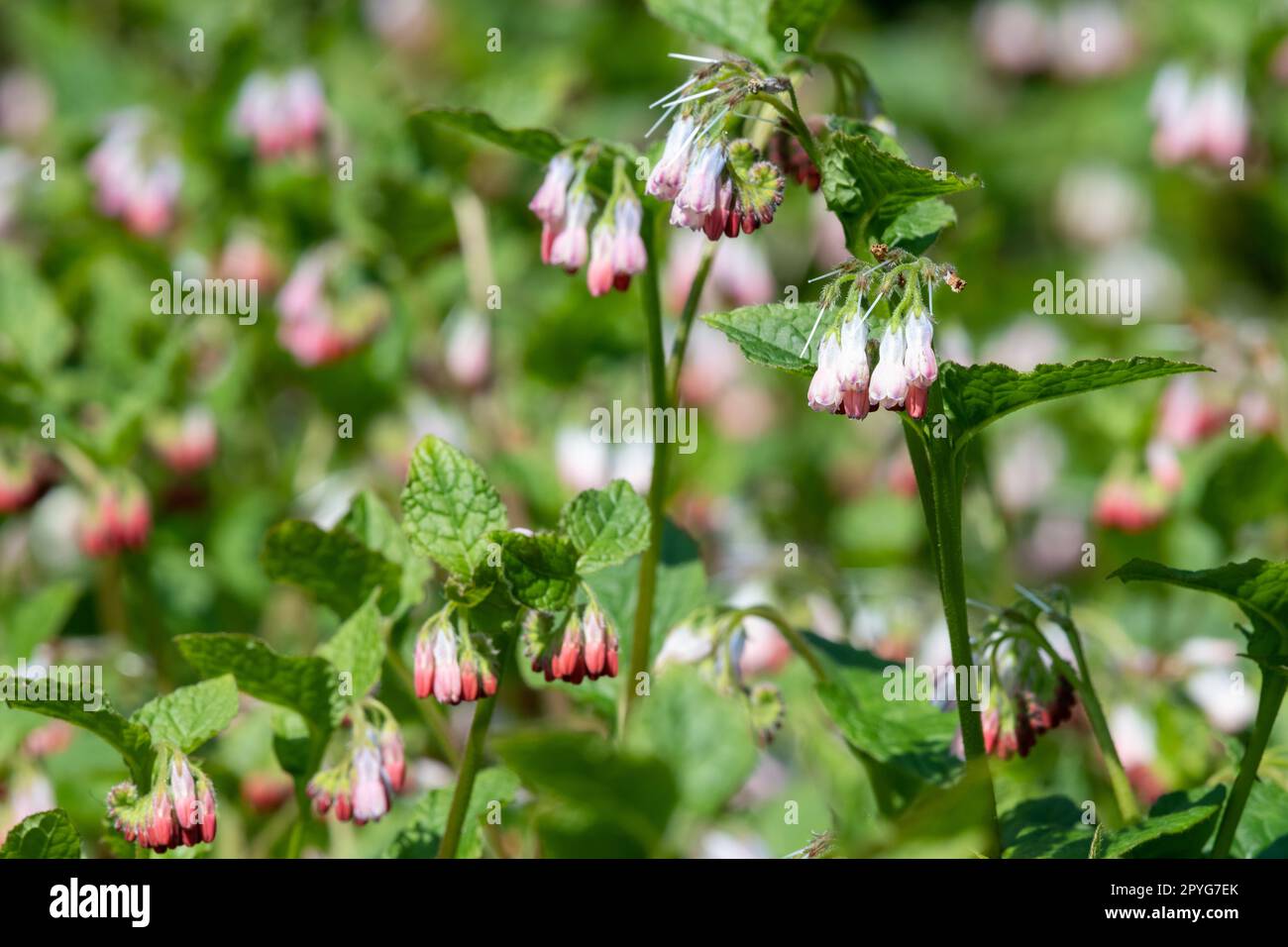 Close up of creeping comfrey (symphytum grandiflorum) flowers in bloom Stock Photo - Alamy