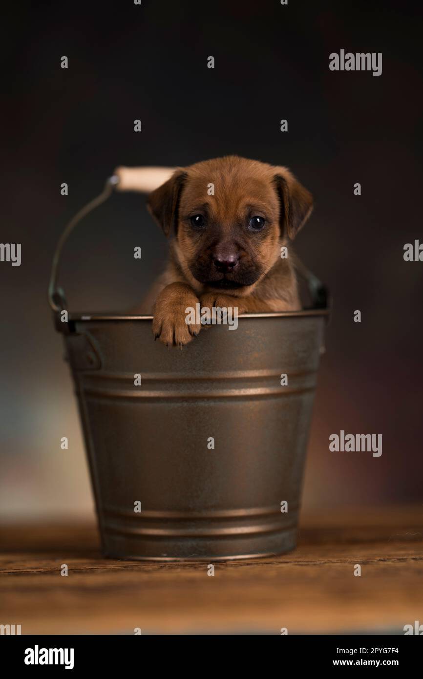 Dog in a metal bucket Stock Photo - Alamy