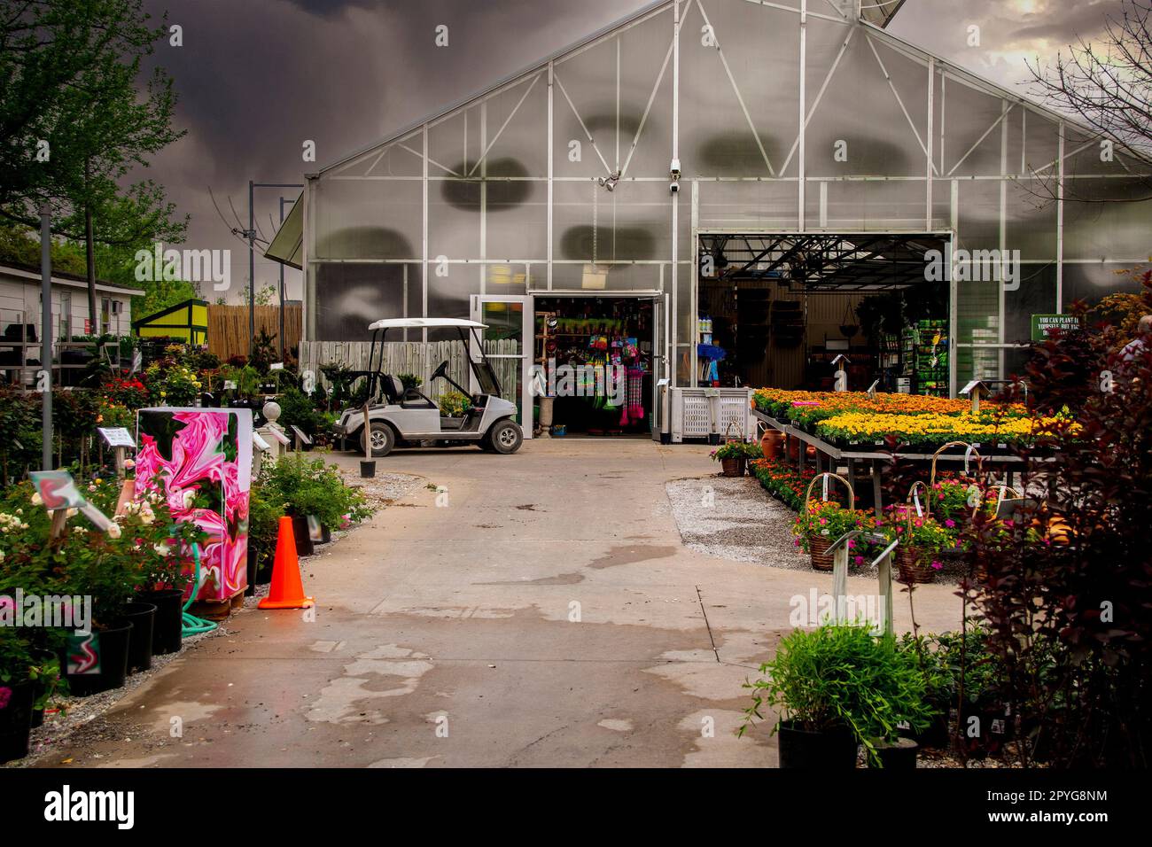 Commercial greenhouse on rainy spring day with lots of flowers and ...