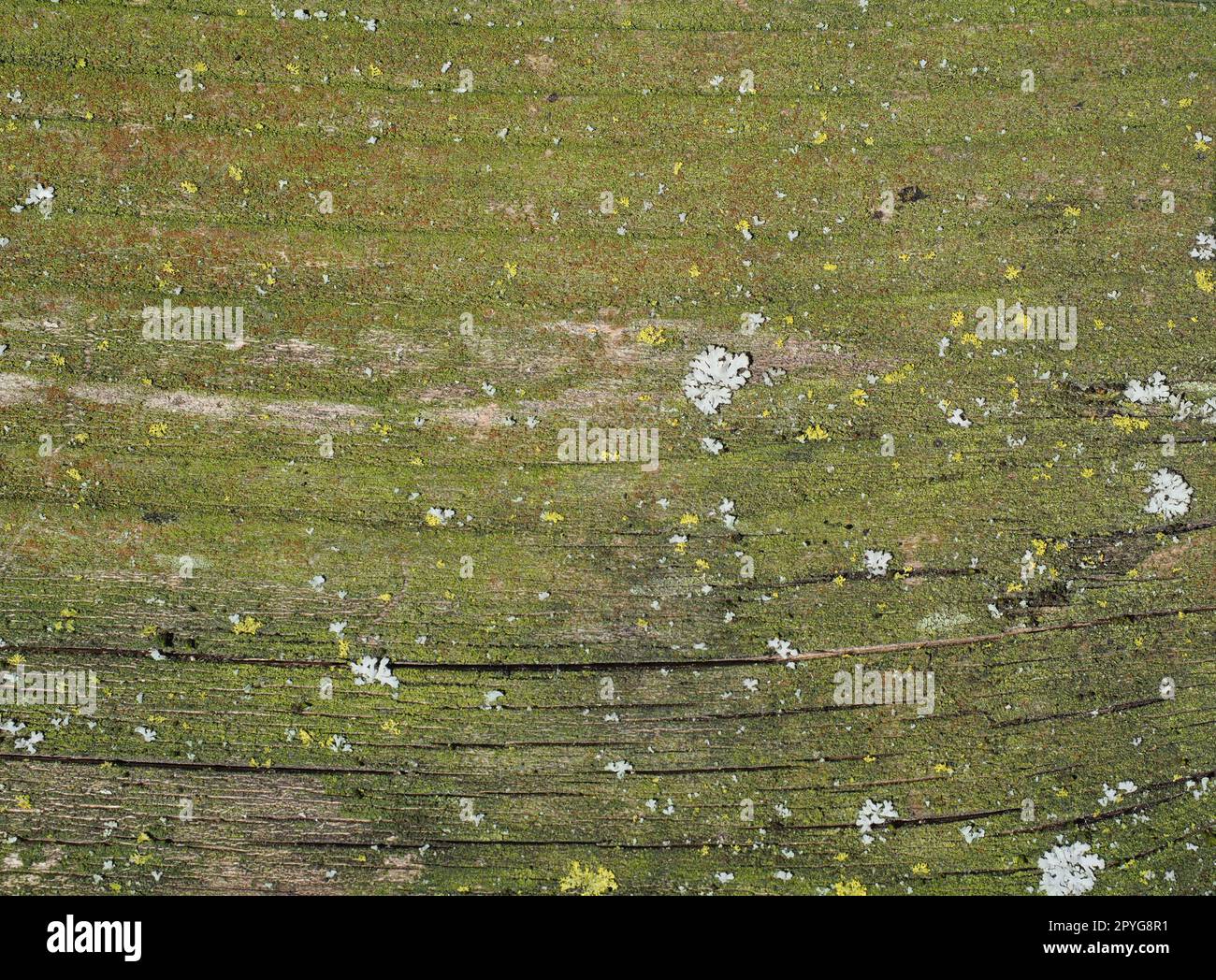 green weathered wood with moss texture background Stock Photo - Alamy