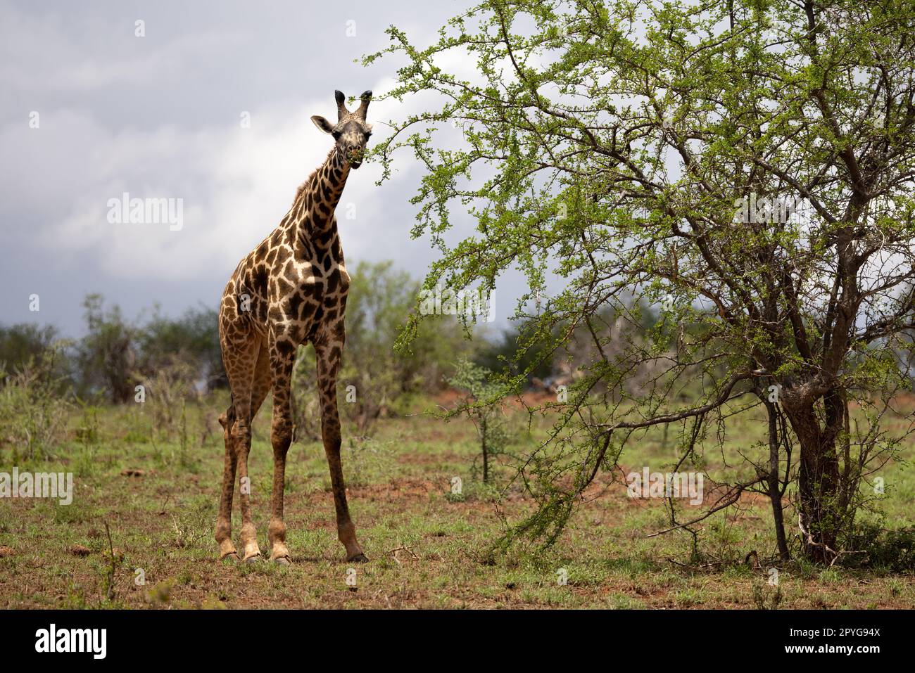 This stunning photo captures the elegance and grandeur of the giraffe ...