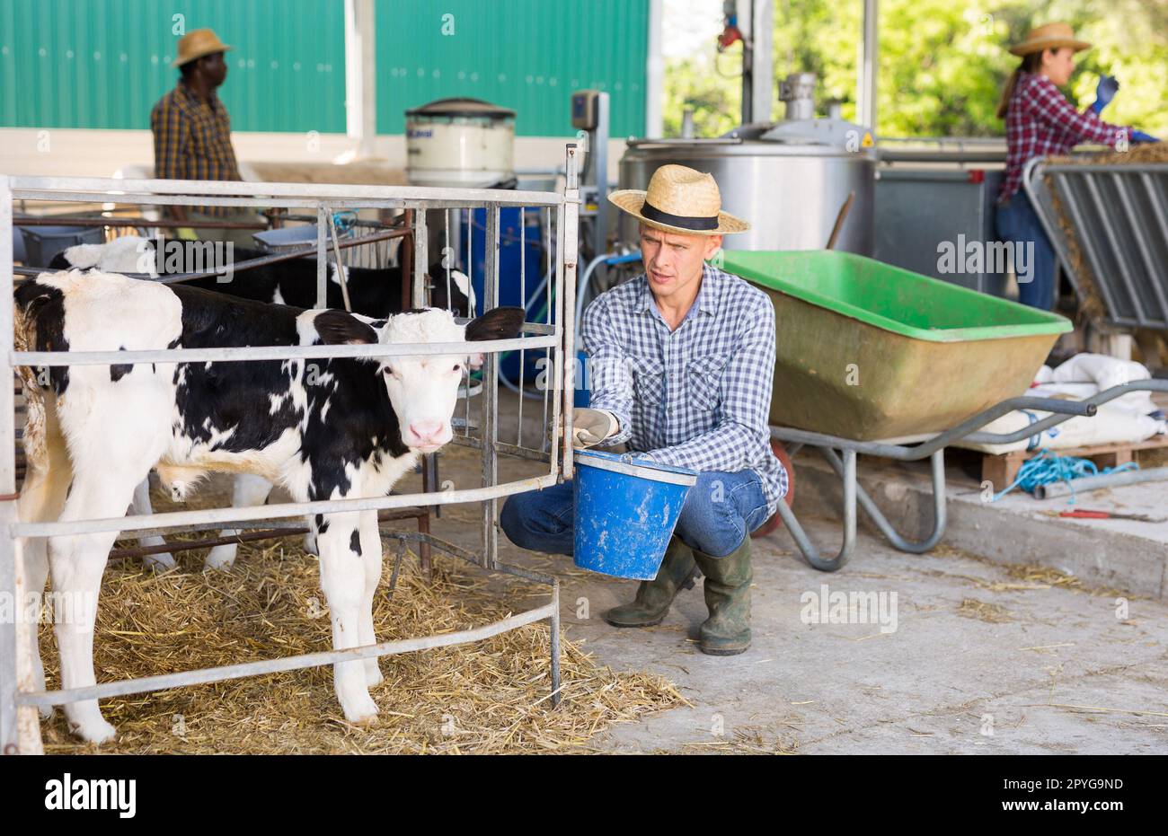 Farmer working in stall, feeding cows with water Stock Photo - Alamy