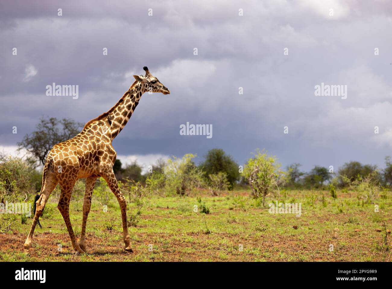 This stunning photo captures the giraffe in full motion as it runs ...