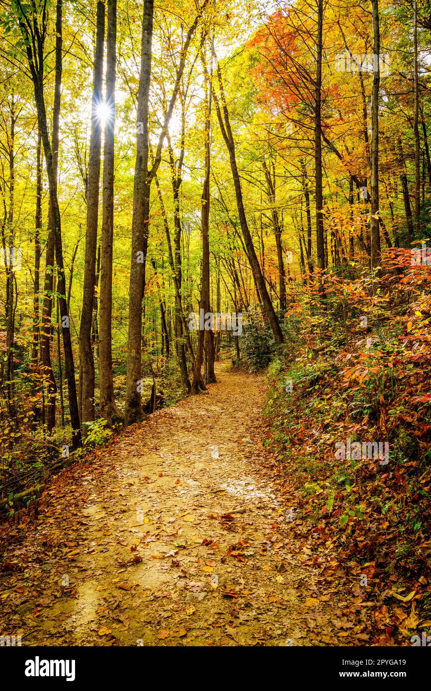 Hiking trail in a forest in fall Stock Photo - Alamy