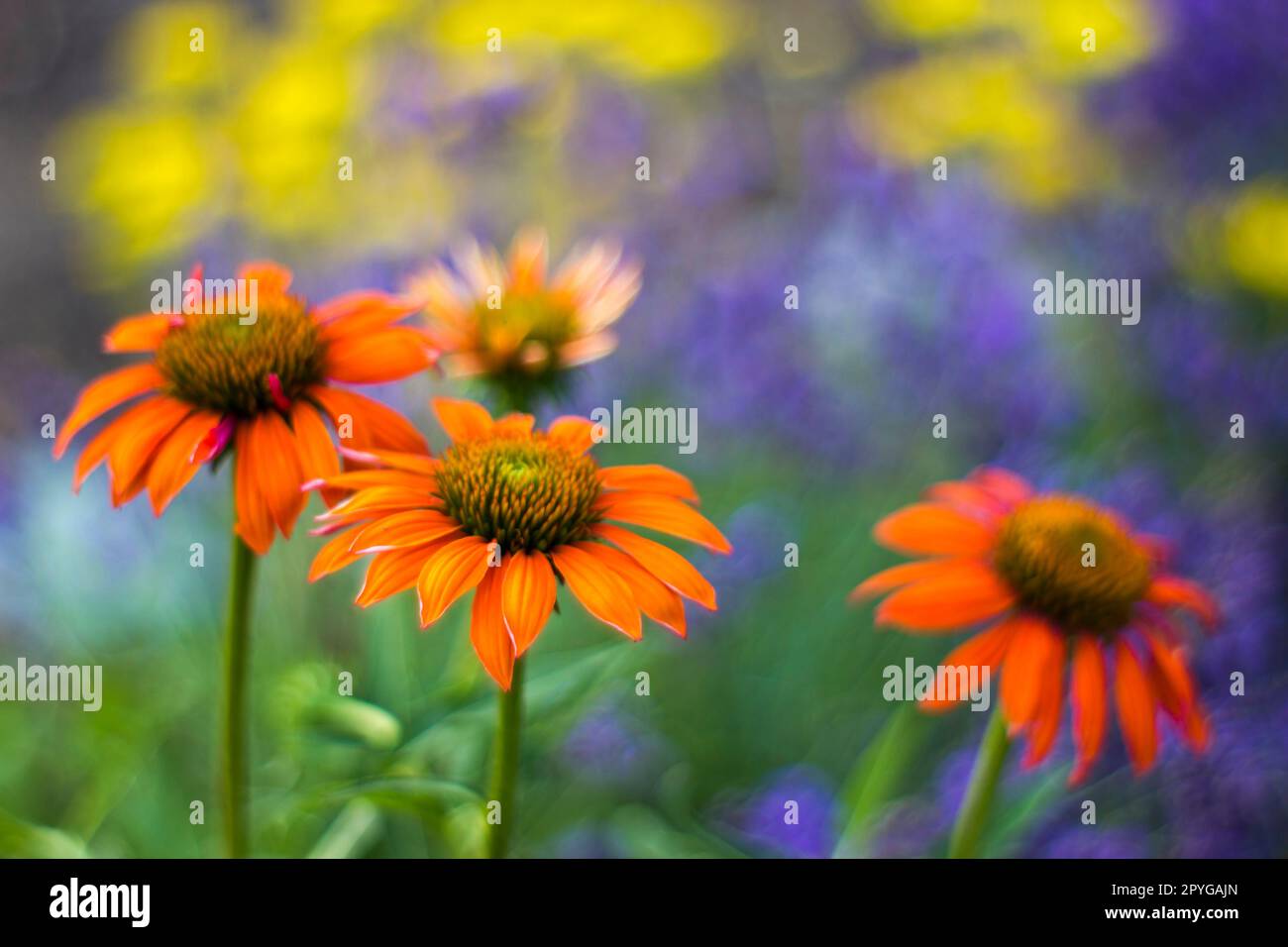 echinacea - coneflowers in the garden - abstrackt background Stock ...
