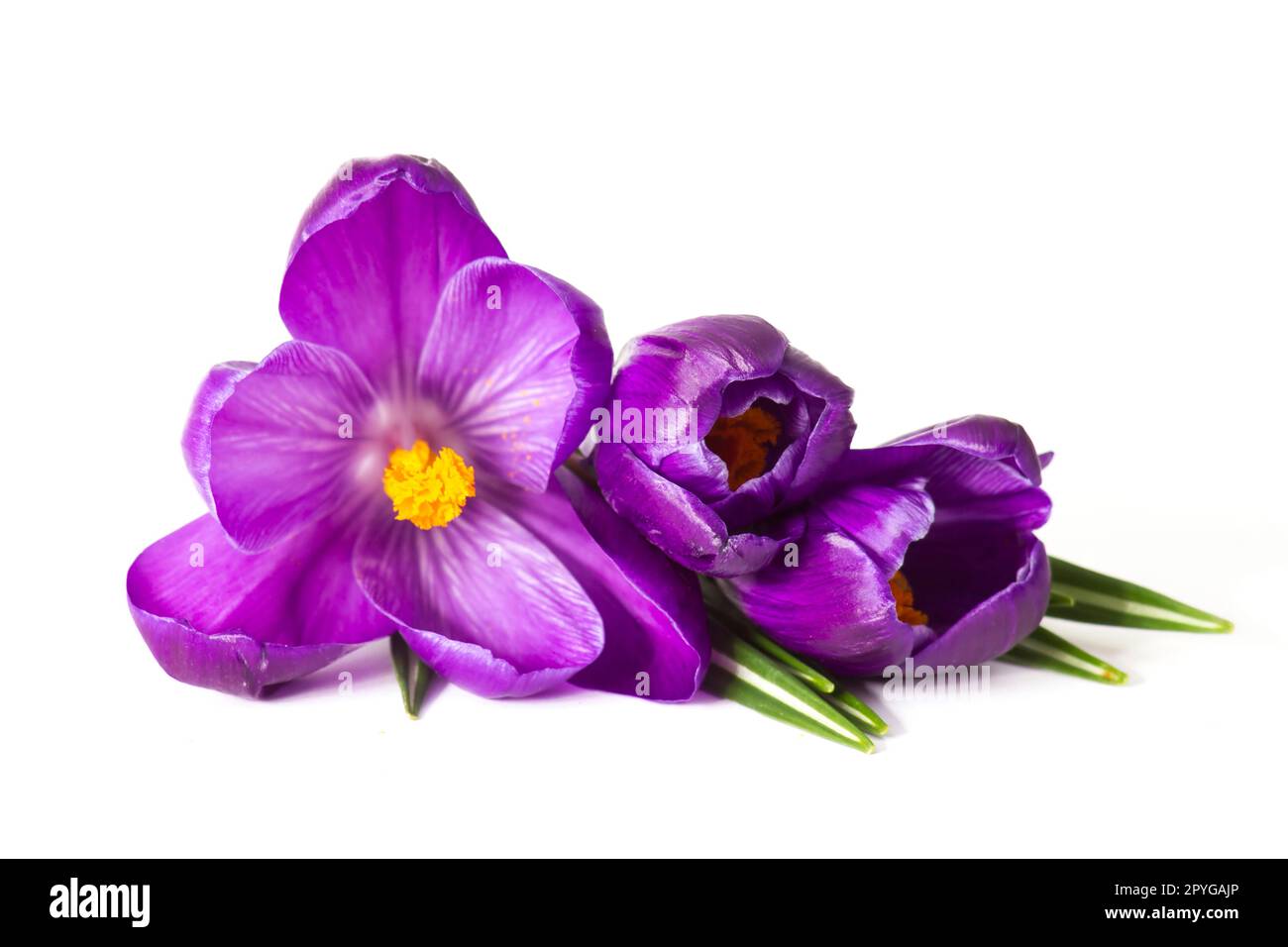 crocus flower on white background - fresh spring flowers Stock Photo ...