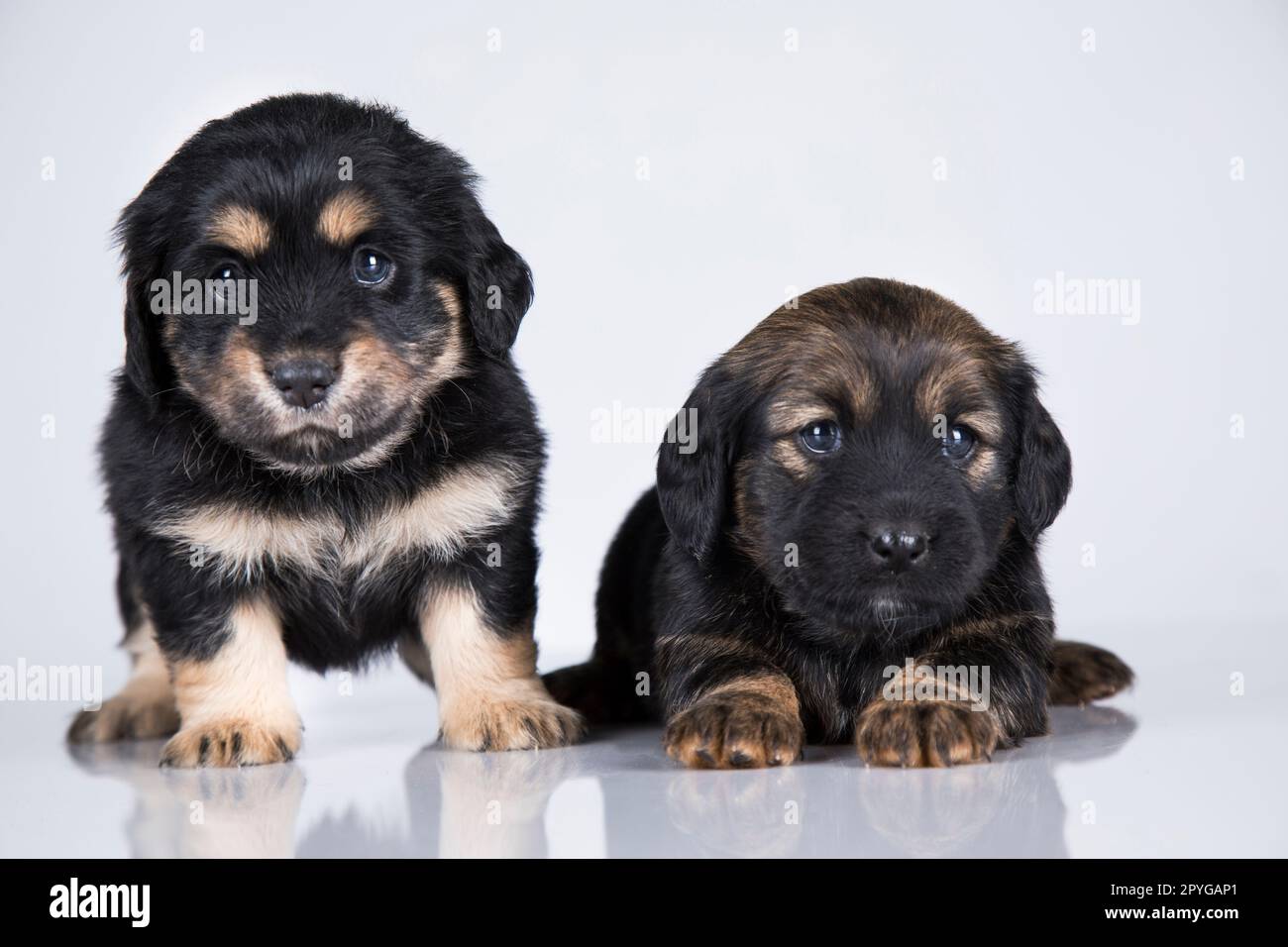 A beautiful little dog on a white background Stock Photo - Alamy