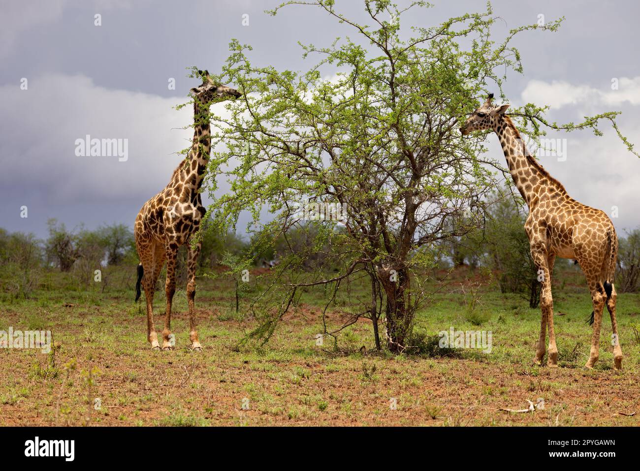 This stunning photo captures the elegance and grandeur of the giraffe ...