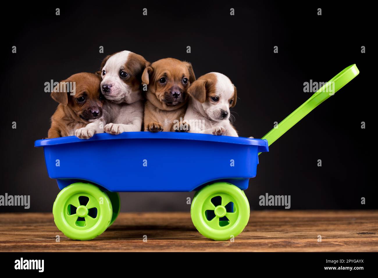 Cute doggies in a toy wagon Stock Photo - Alamy