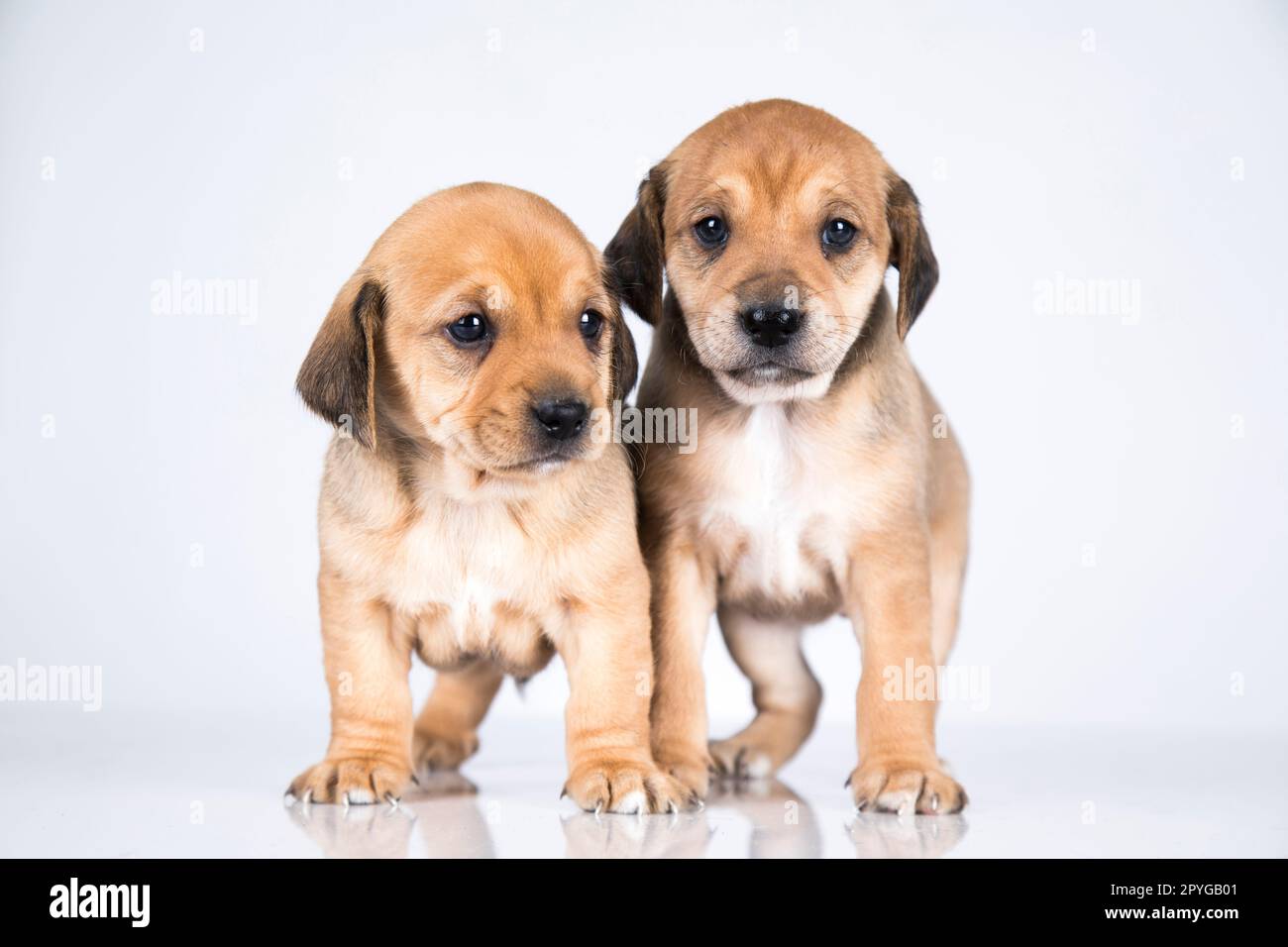 A beautiful little dog on a white background Stock Photo - Alamy