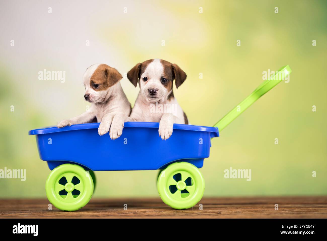 Cute doggies in a toy wagon Stock Photo - Alamy