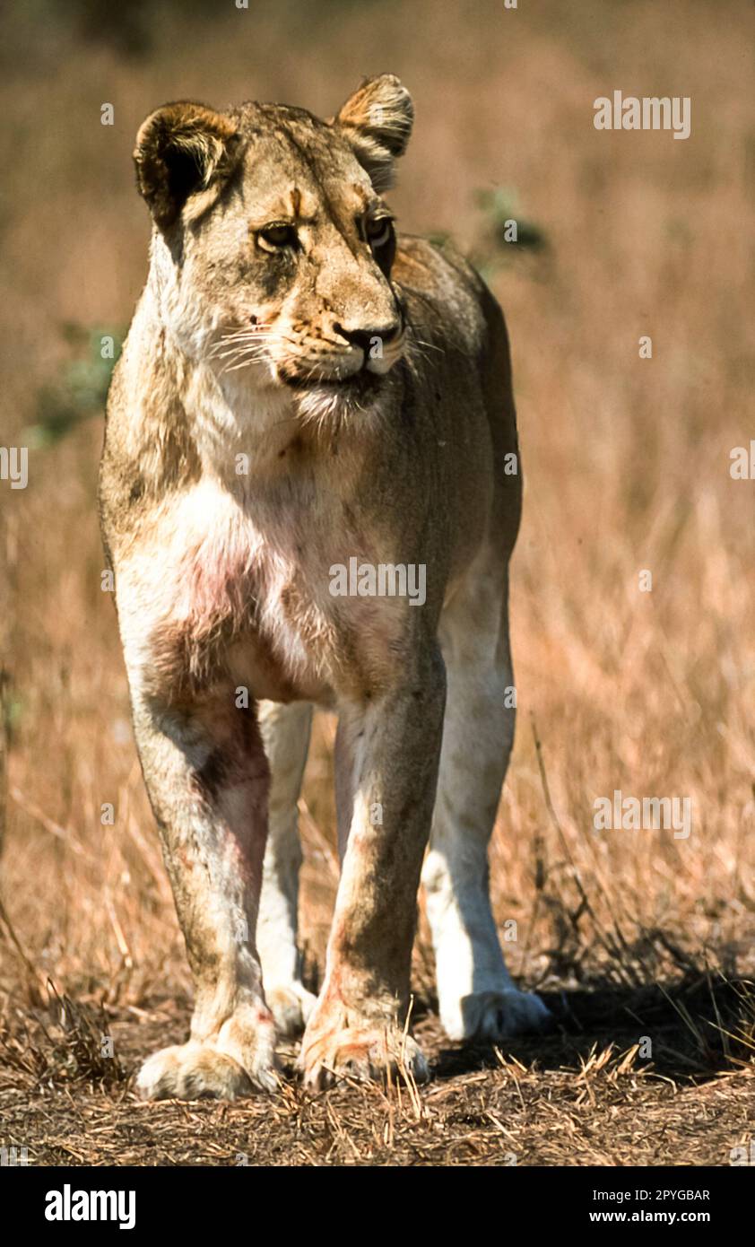 King killing lion hi-res stock photography and images - Alamy