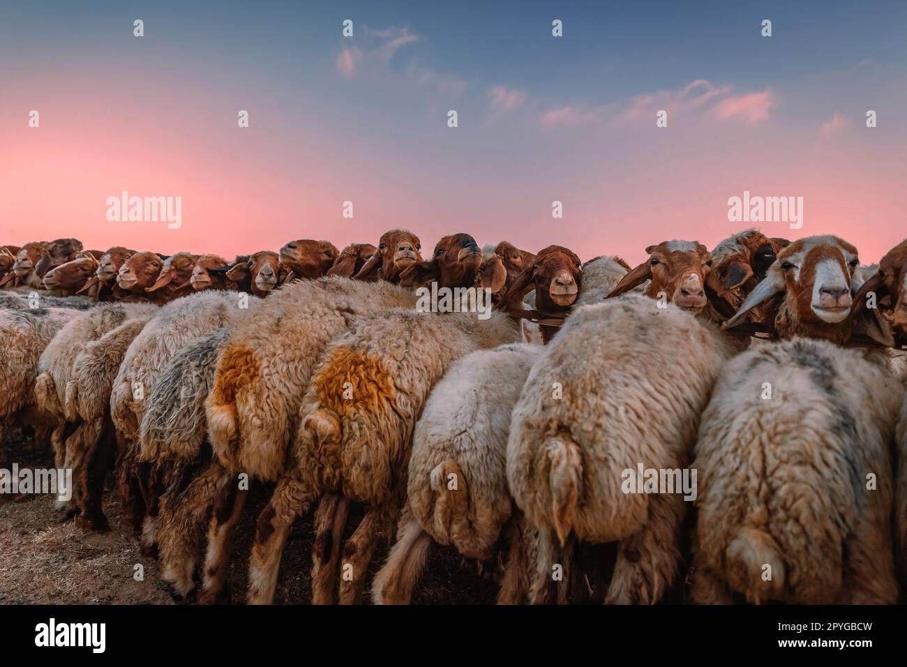 Sheep paddock on the pasture Stock Photo - Alamy