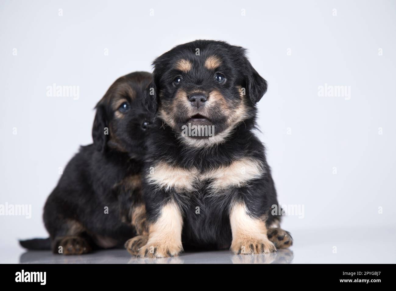 A beautiful little dog on a white background Stock Photo - Alamy