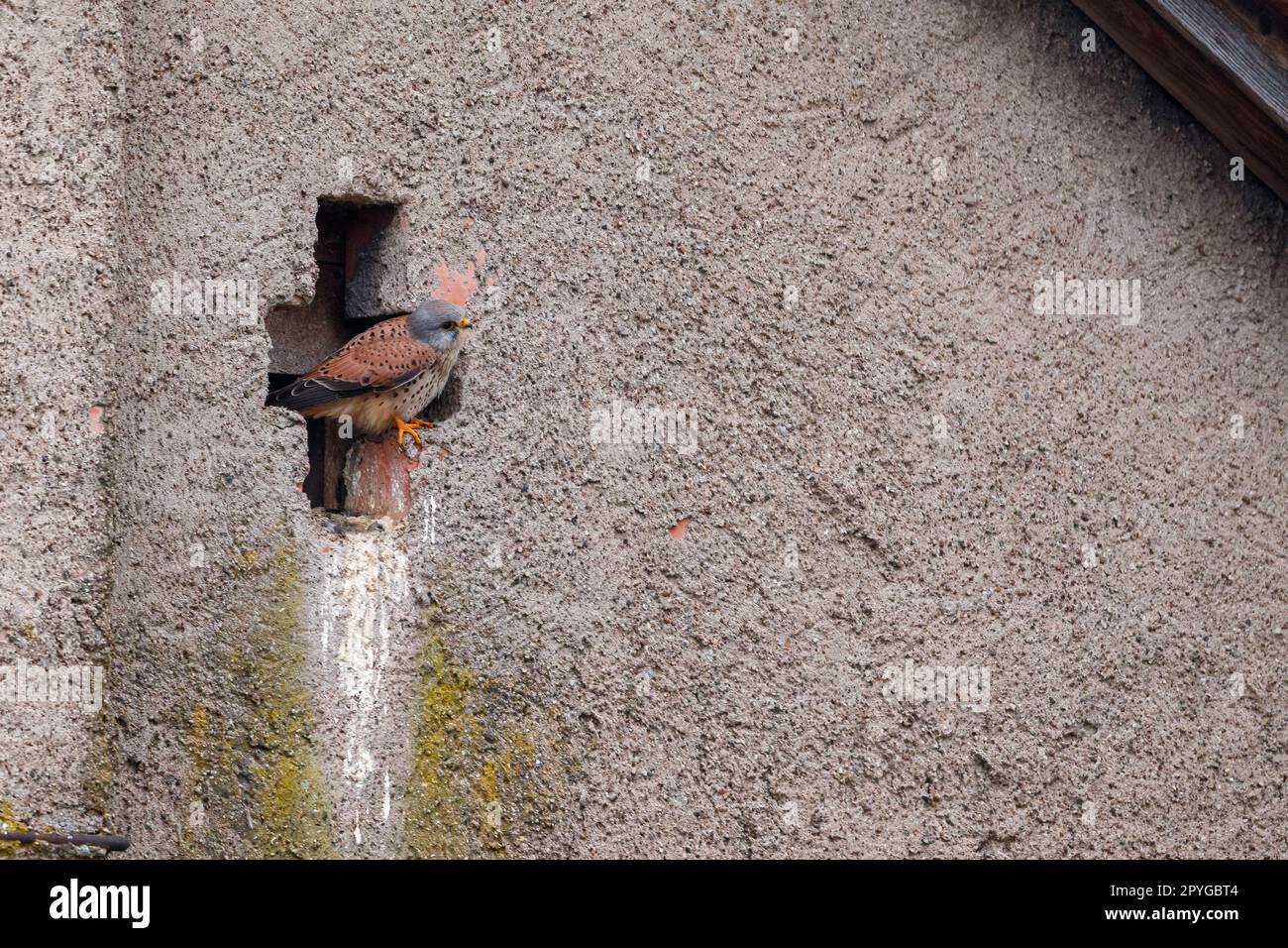 Flying to the breeding cave hi-res stock photography and images - Alamy