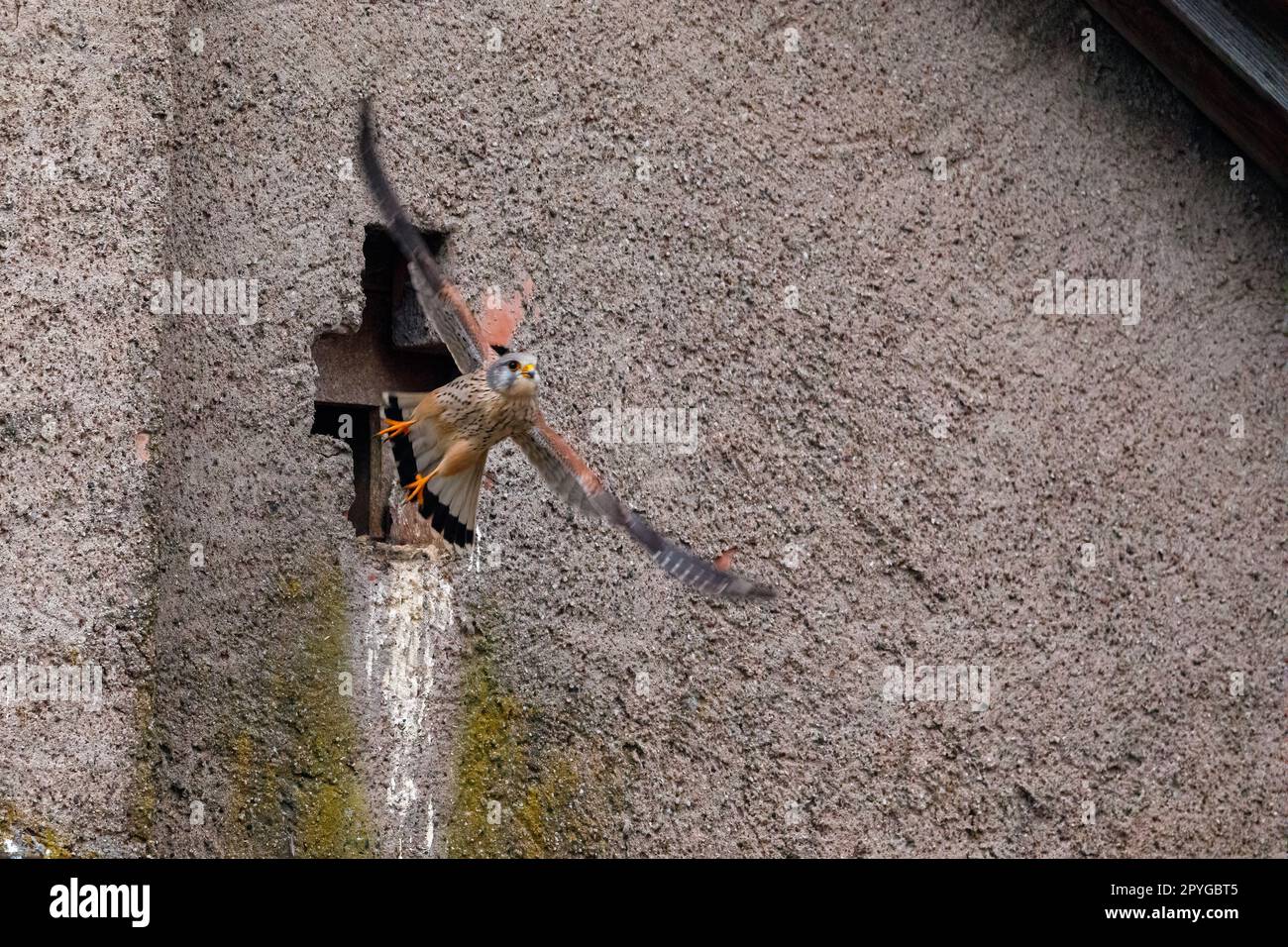 Flying to the breeding cave hi-res stock photography and images - Alamy