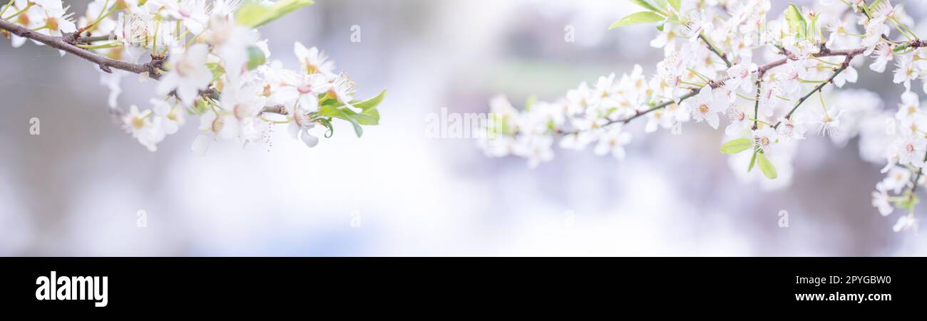 Delicate cherry blossoms in spring Stock Photo - Alamy