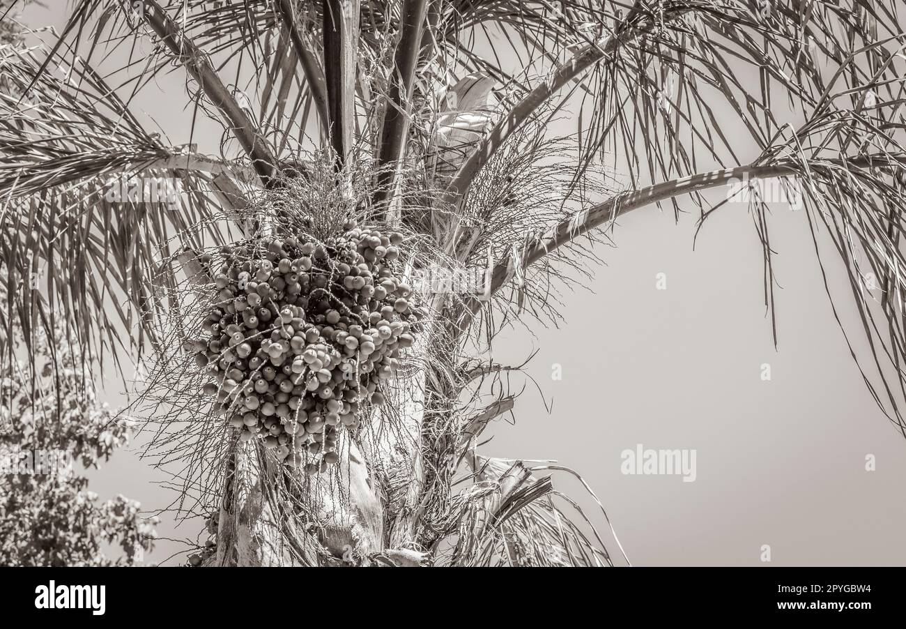Crown of a palm tree in Cape Town South Africa Stock Photo - Alamy