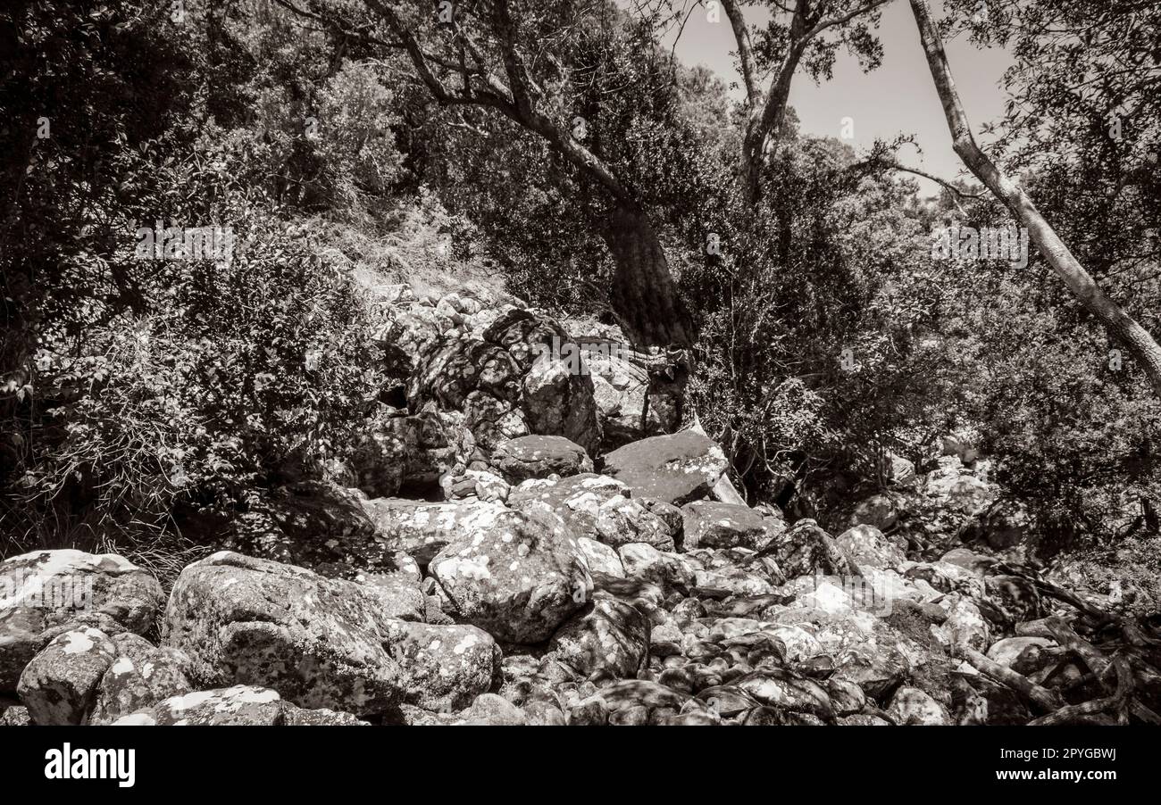 Stony path hiking trail Table Mountain National Park Cape Town Stock ...