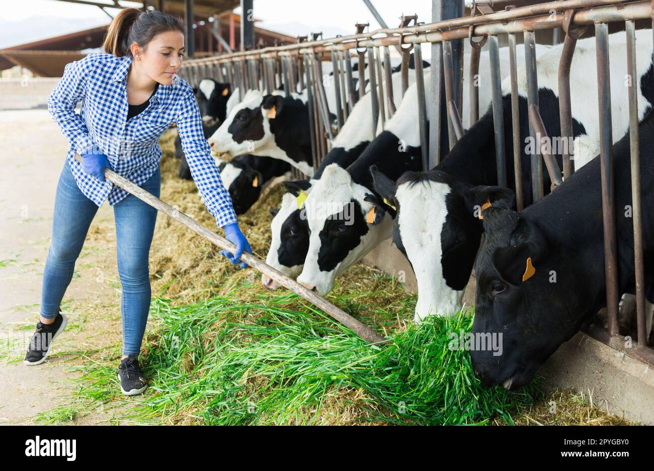 Female farmer feeds cows in hi-res stock photography and images - Alamy