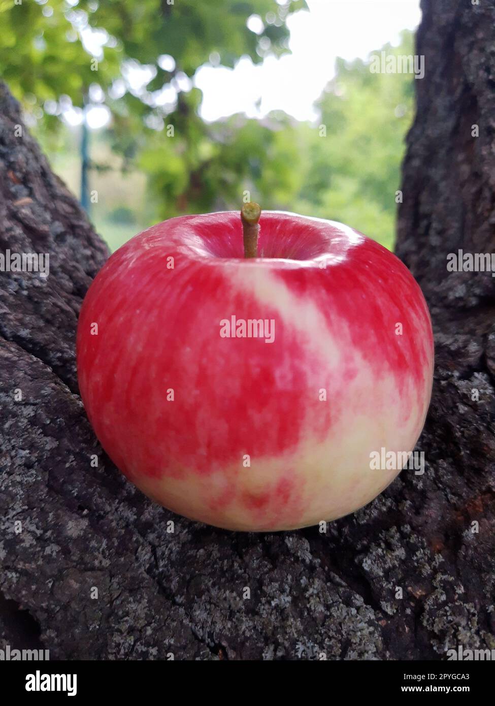 Tree trunk up close hi-res stock photography and images - Alamy