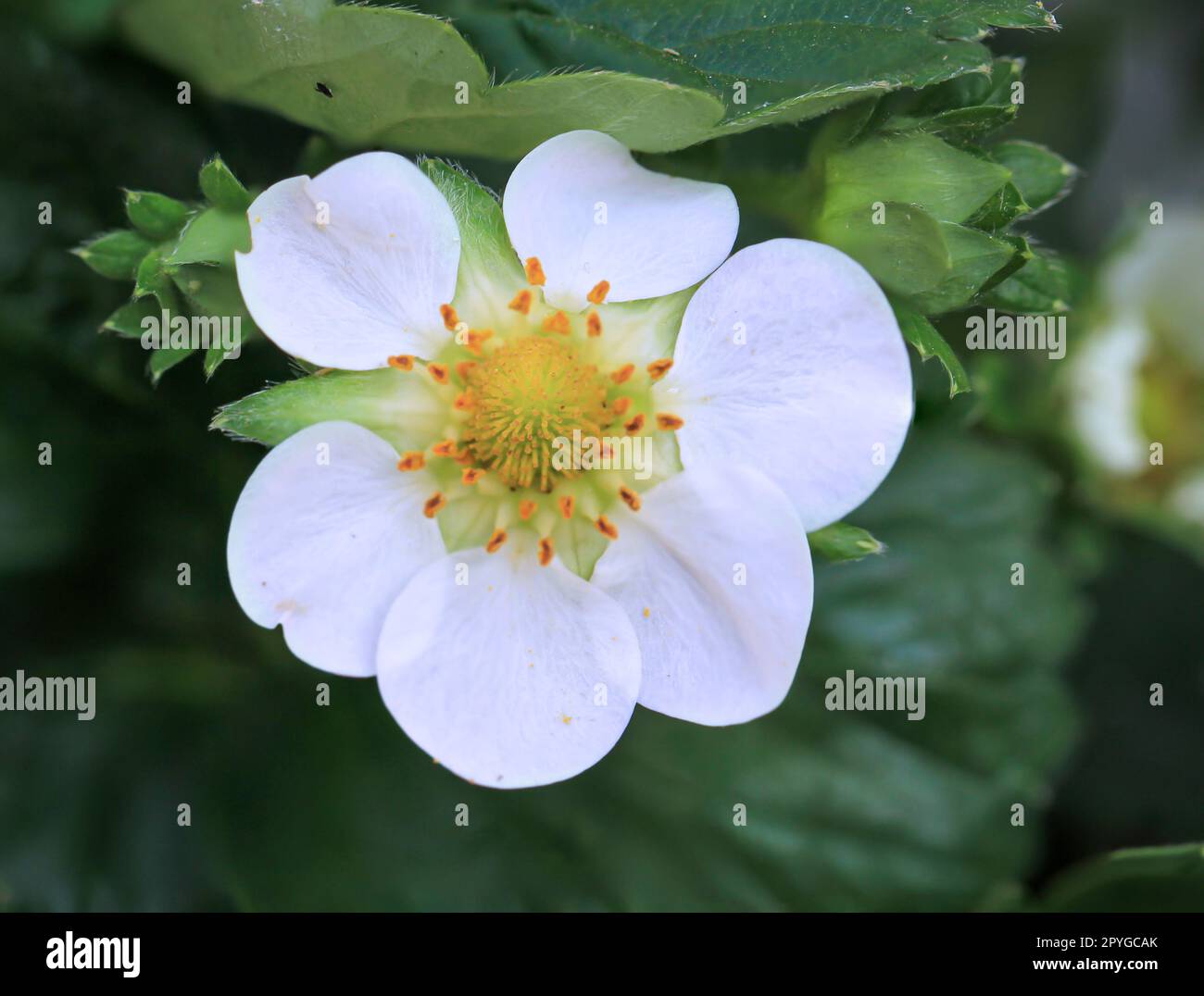 The flower of a strawberry plant. Close-up of a strawberry blossom ...