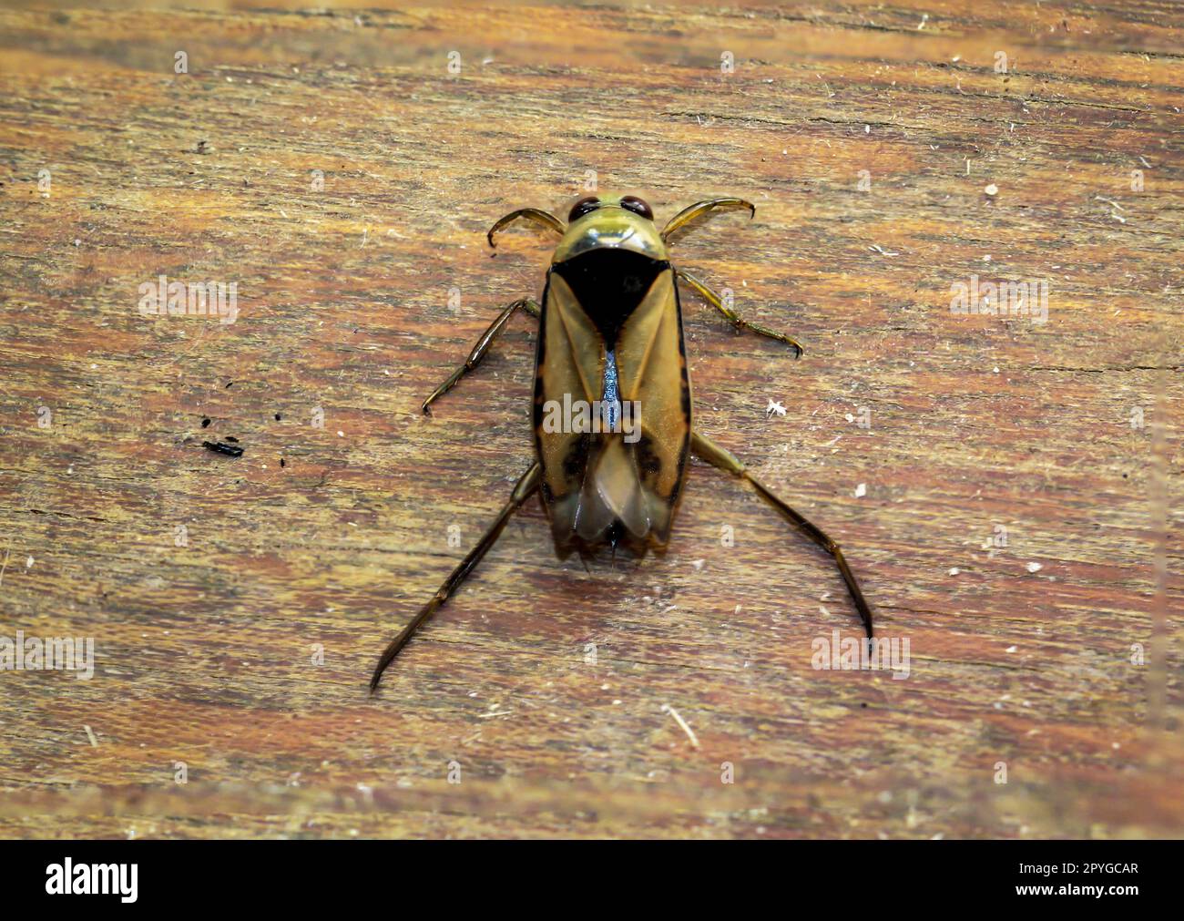 Close-up of a common backswimmer, a water bug, Notonecta glauca Stock ...
