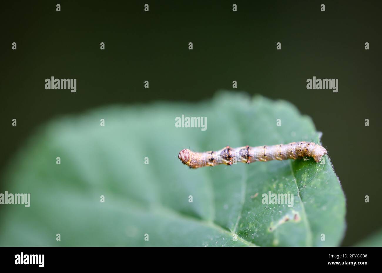 Close-up of a caterpillar of a snow moth, Phigalia pilosaria Stock ...