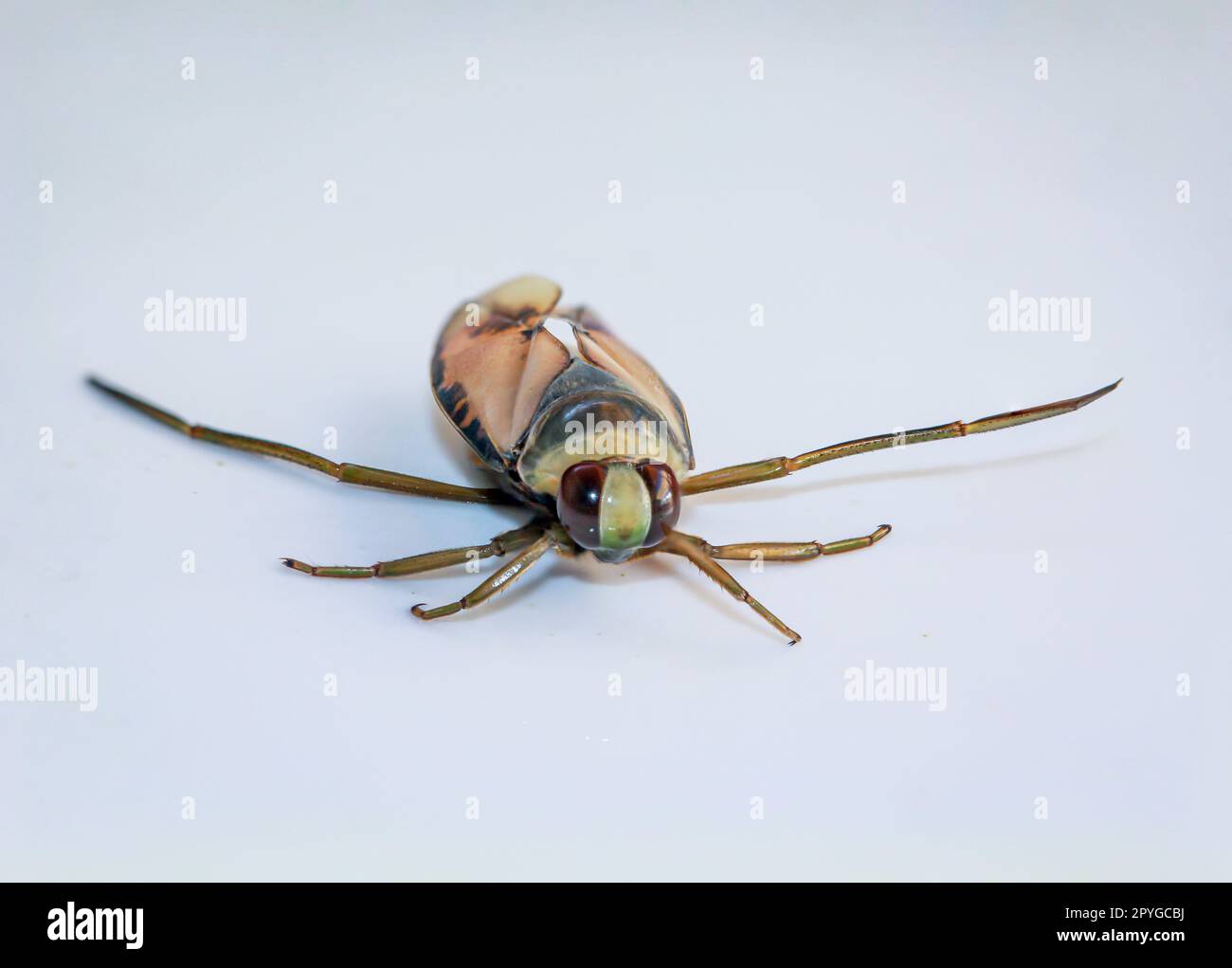 Close-up of a common backswimmer, a water bug, Notonecta glauca Stock ...