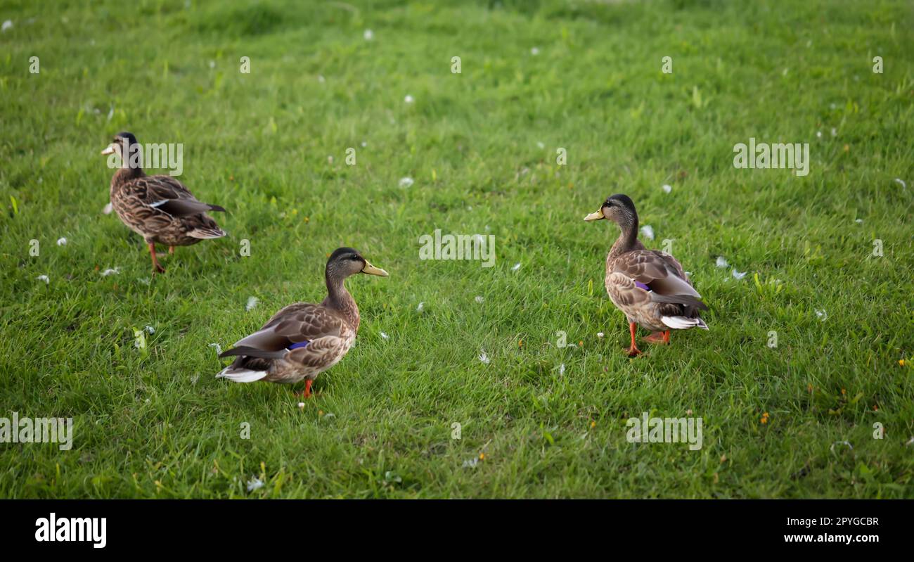 Three mallards on a grass strip, meadow near a water body Stock Photo ...