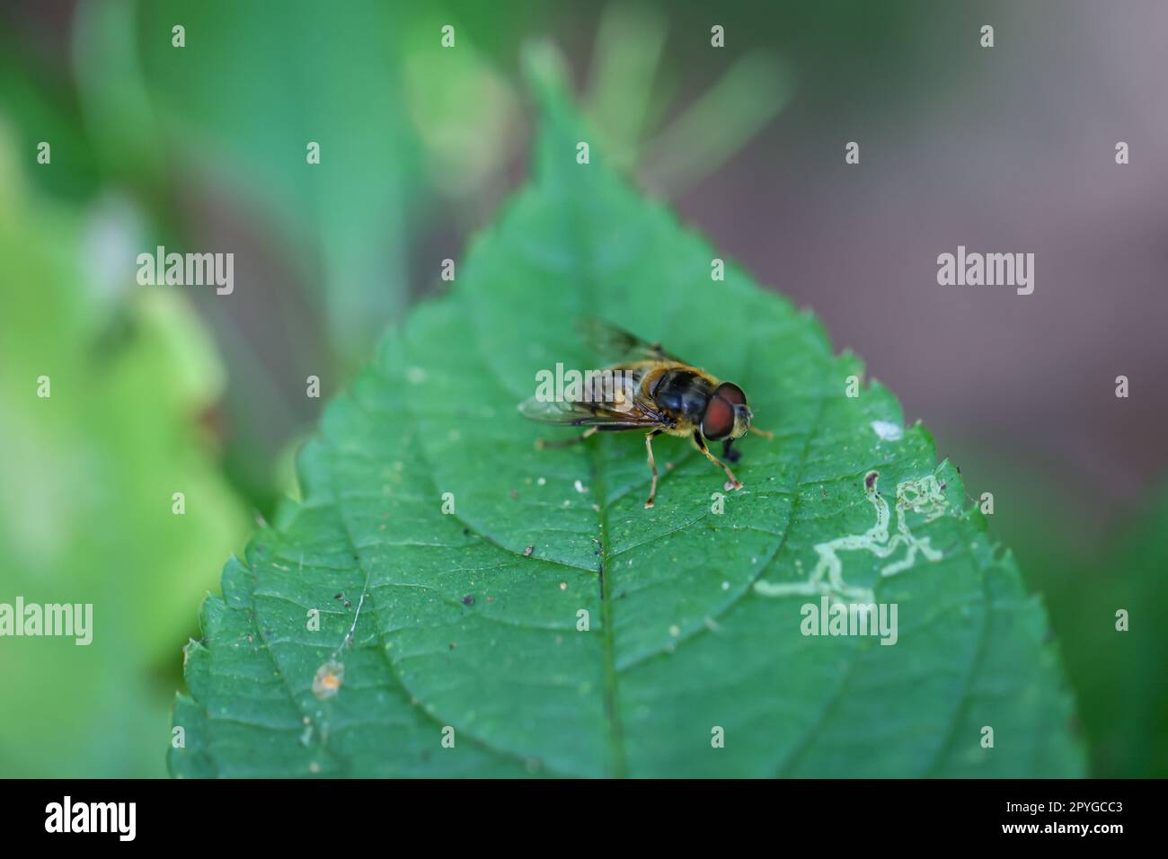 Dung bee hi-res stock photography and images - Alamy