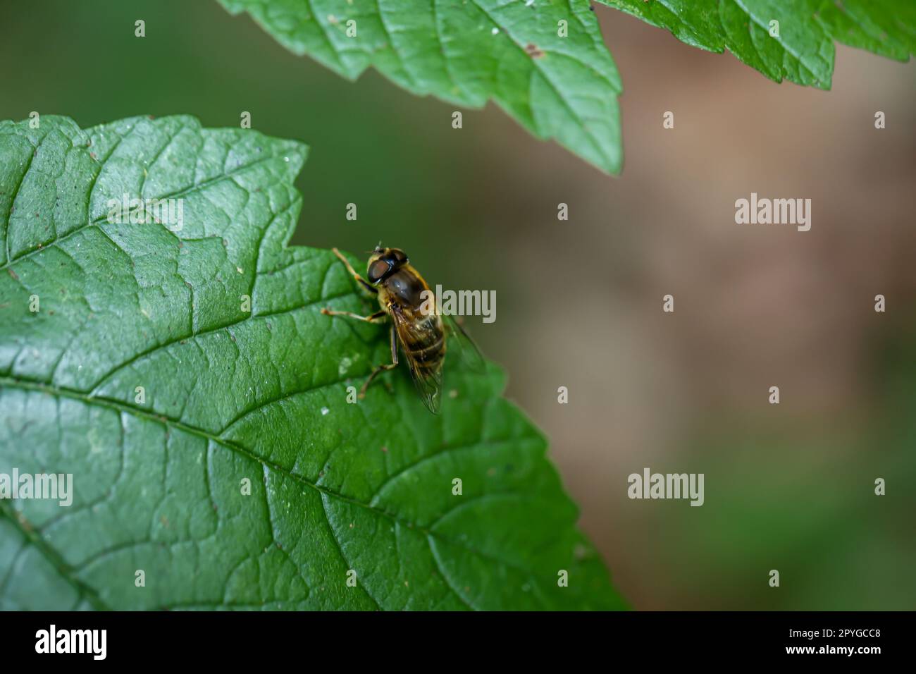 Dung bee hi-res stock photography and images - Alamy
