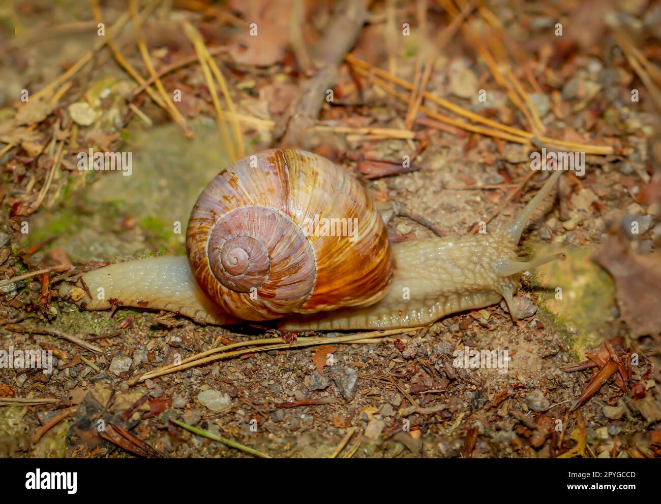 A Roman snail with a brown shell on the forest floor Stock Photo - Alamy